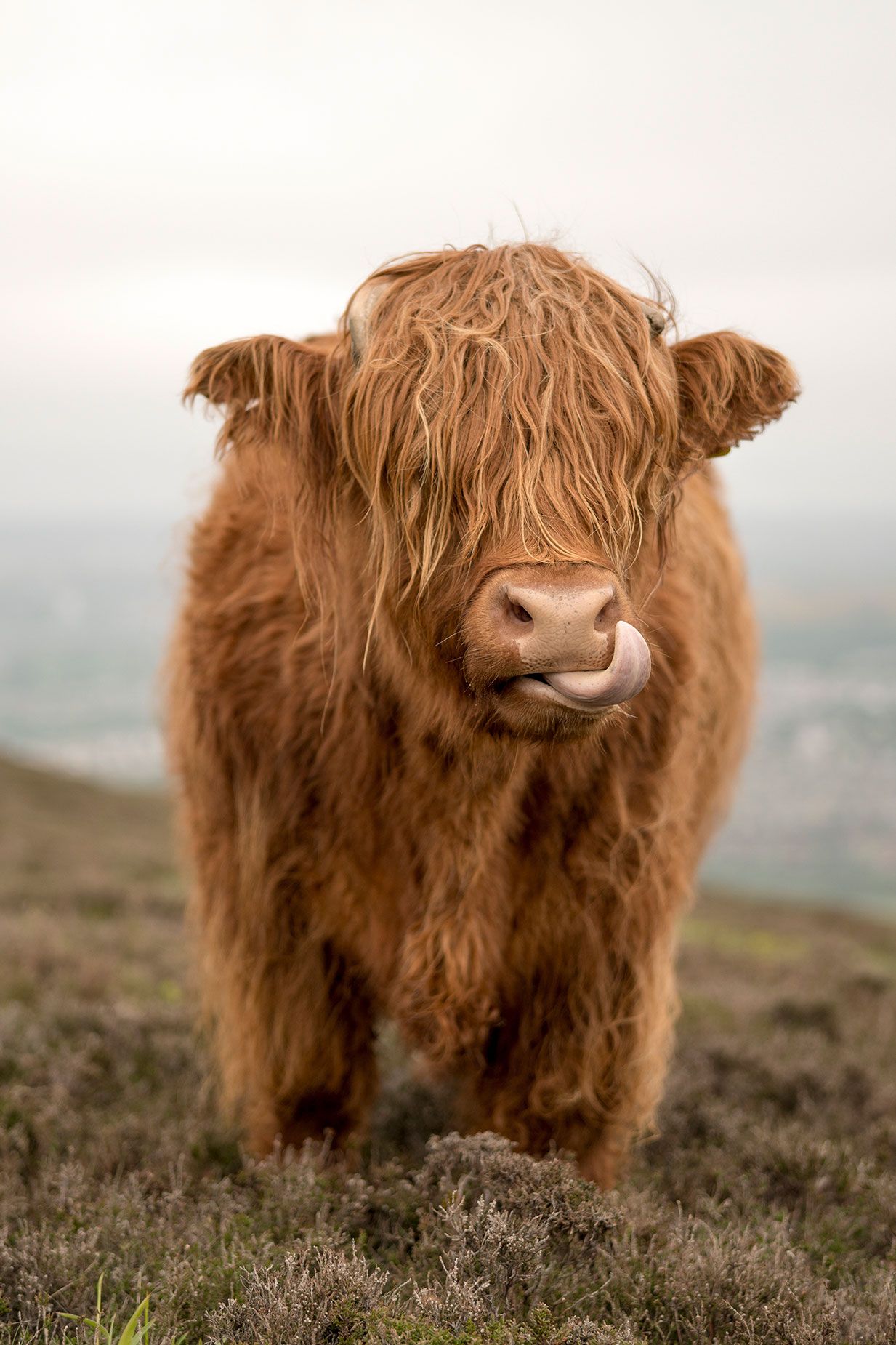 Fluffy Cow Wallpapers - Top Free Fluffy Cow Backgrounds - WallpaperAccess