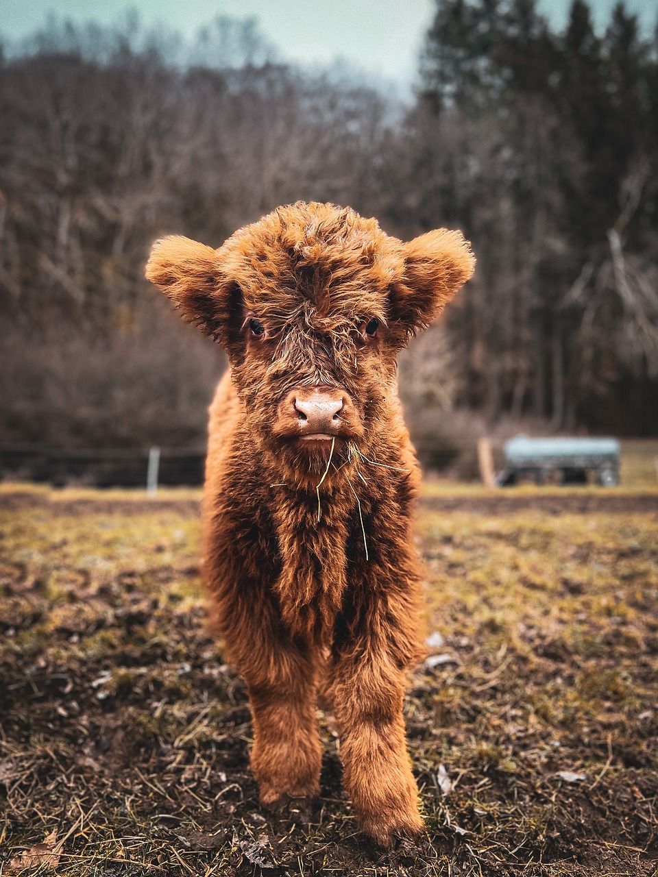 Fluffy Cow Wallpapers - Top Free Fluffy Cow Backgrounds - WallpaperAccess