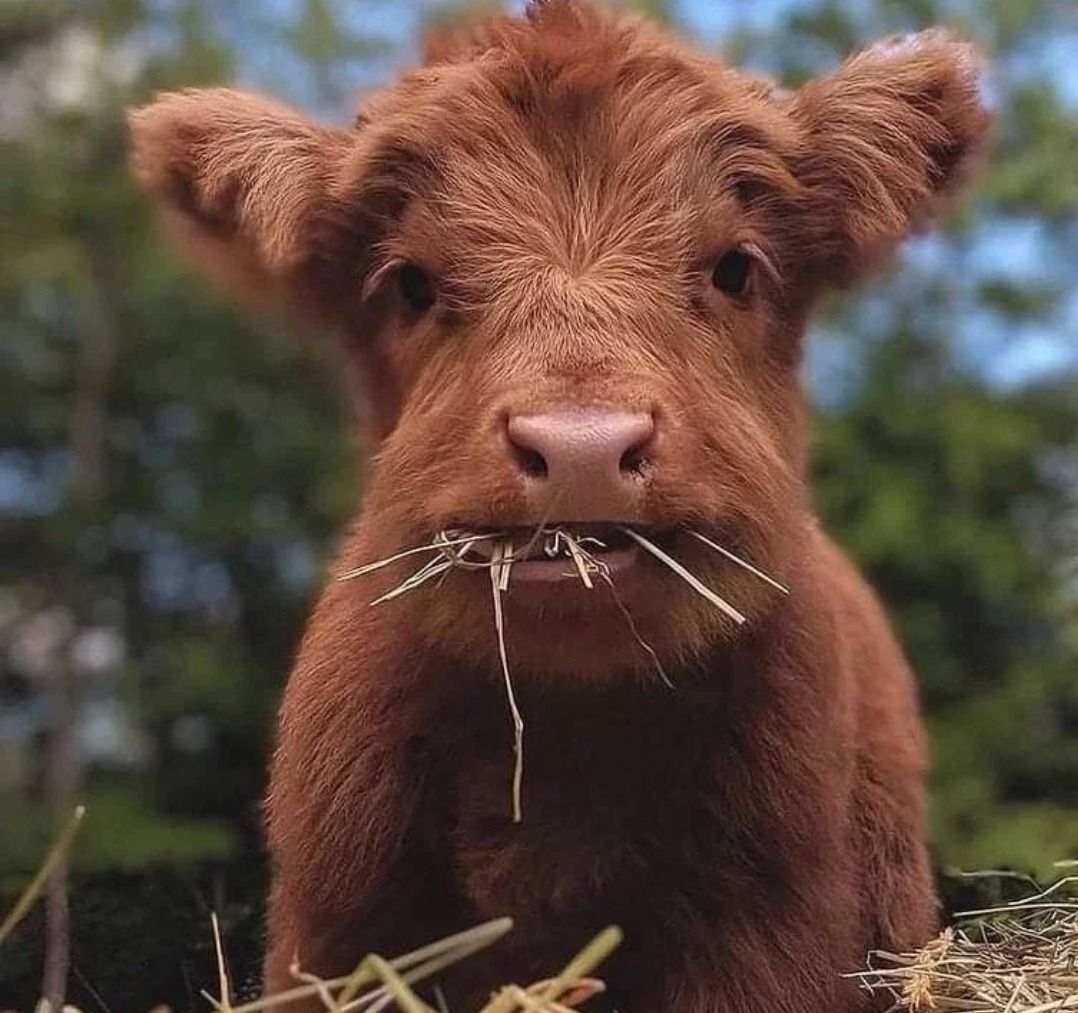 Fluffy Cow Wallpapers - Top Free Fluffy Cow Backgrounds - WallpaperAccess