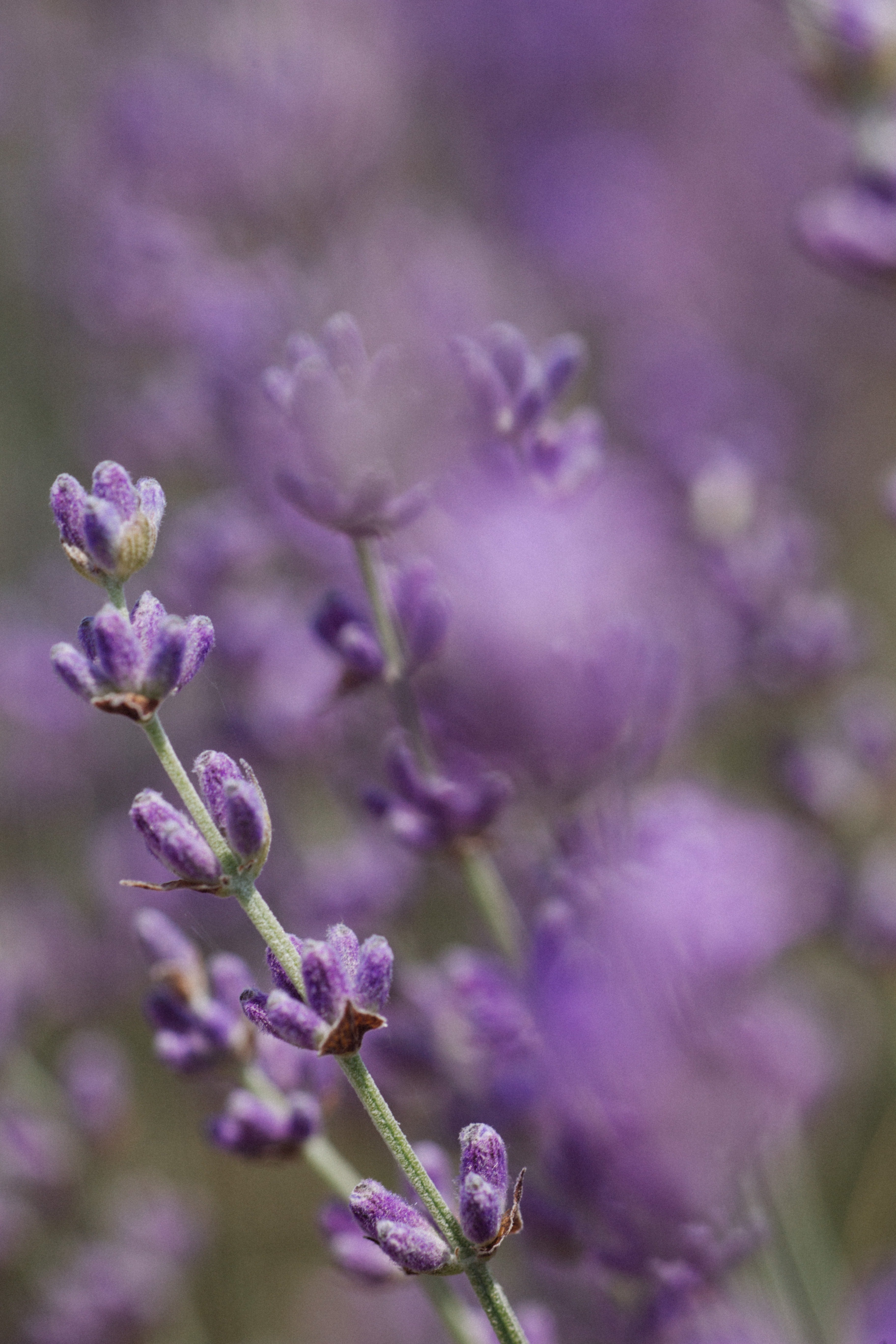 Lavender Haze Wallpapers - Top Free Lavender Haze Backgrounds - WallpaperAccess