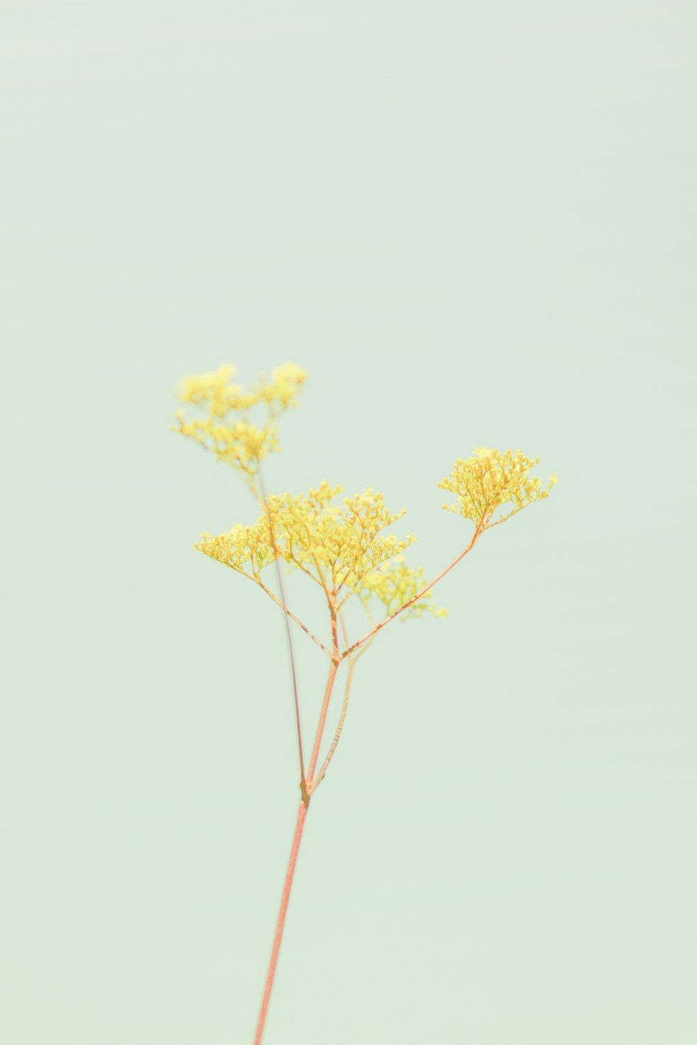 Pastel Mobile Wallpapers - Top Free Pastel Mobile Backgrounds ...