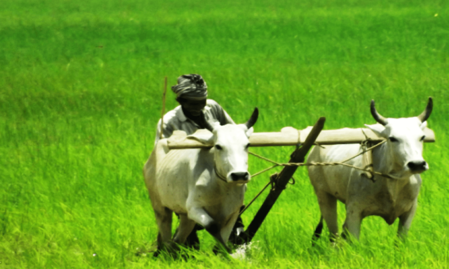 Kisan Wallpapers - Top Free Kisan Backgrounds - WallpaperAccess