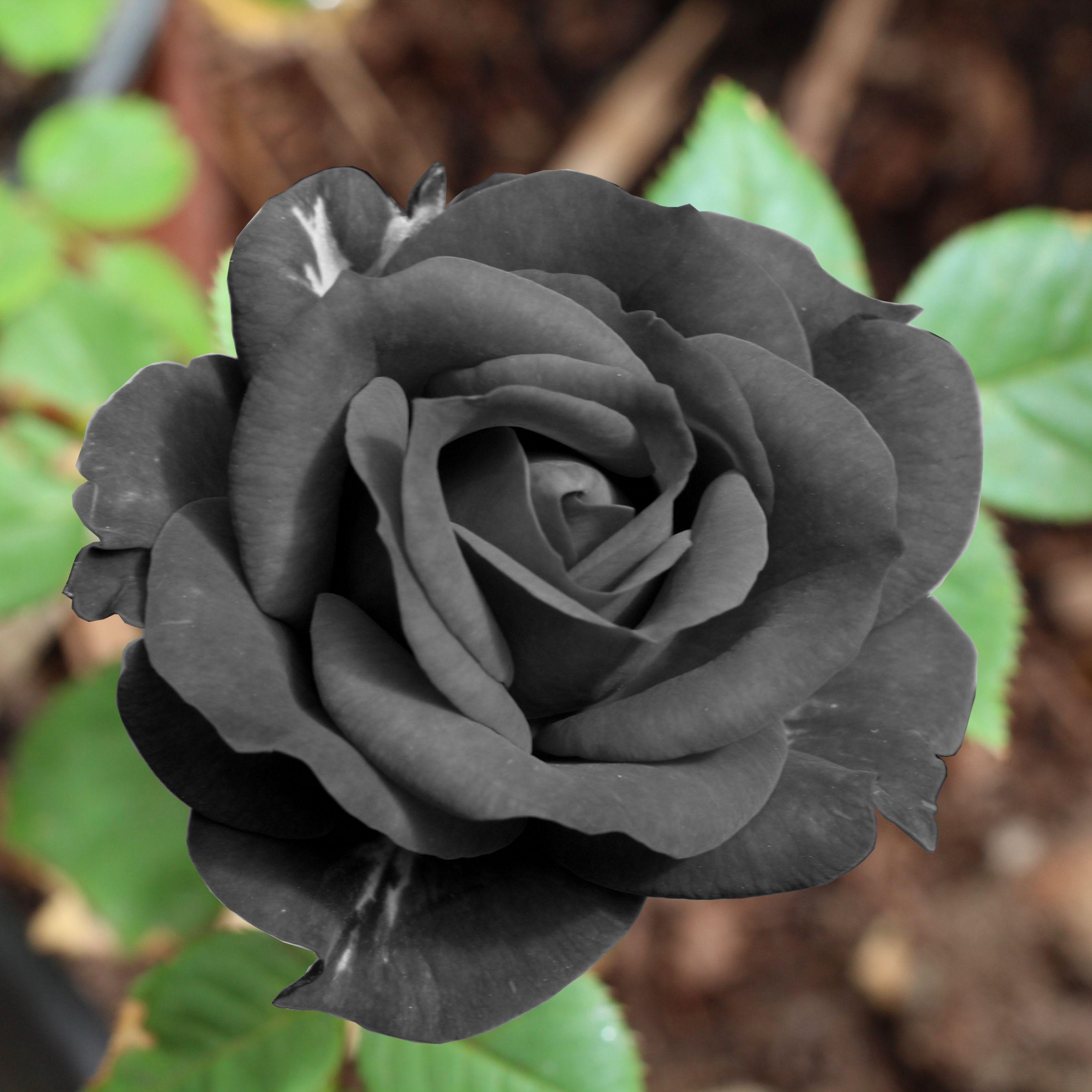 Black Rose Flower Wallpapers - Top Free Black Rose Flower Backgrounds ...