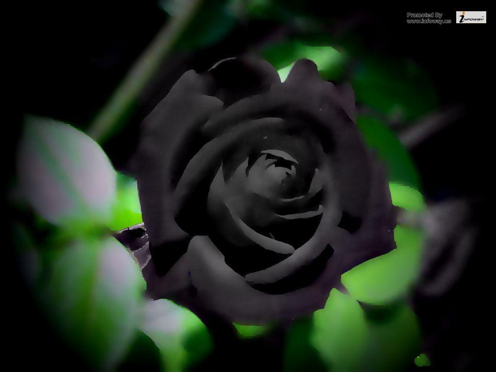 Black Rose Flower Wallpapers - Top Free Black Rose Flower Backgrounds ...