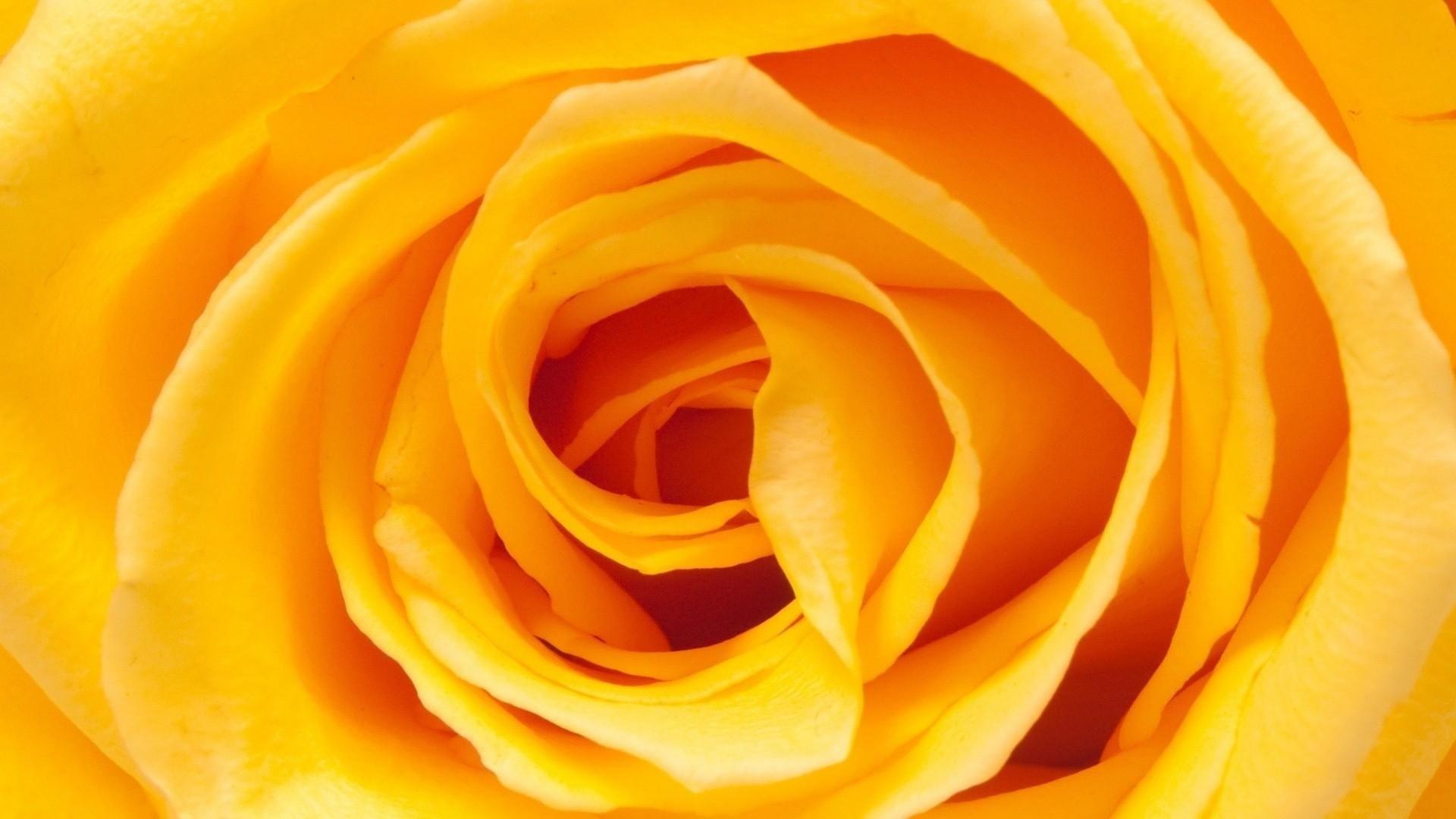 Yellow Rose Wallpapers - Top Free Yellow Rose Backgrounds - WallpaperAccess