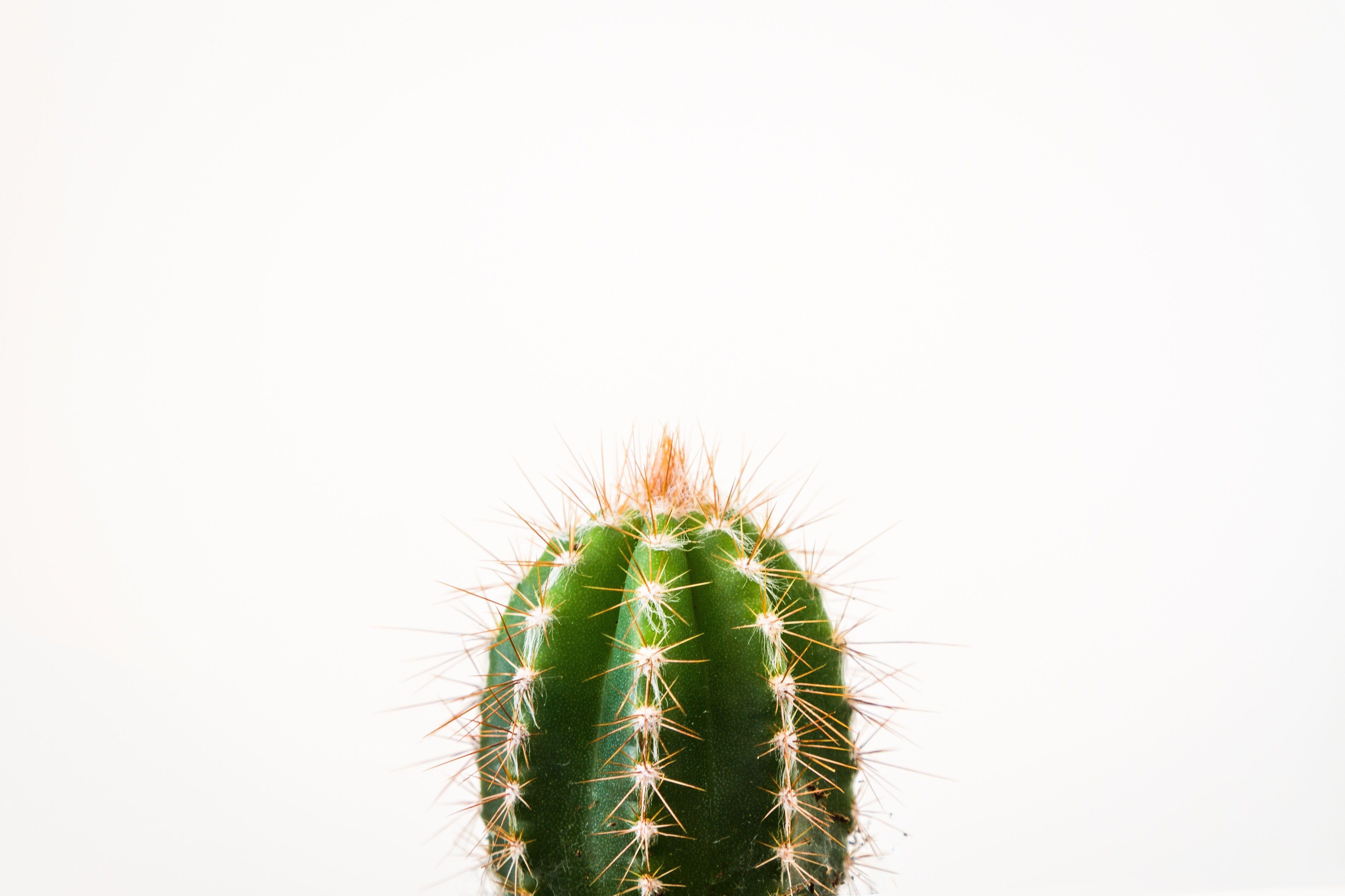 Cactus Computer Wallpapers - Top Free Cactus Computer Backgrounds ...