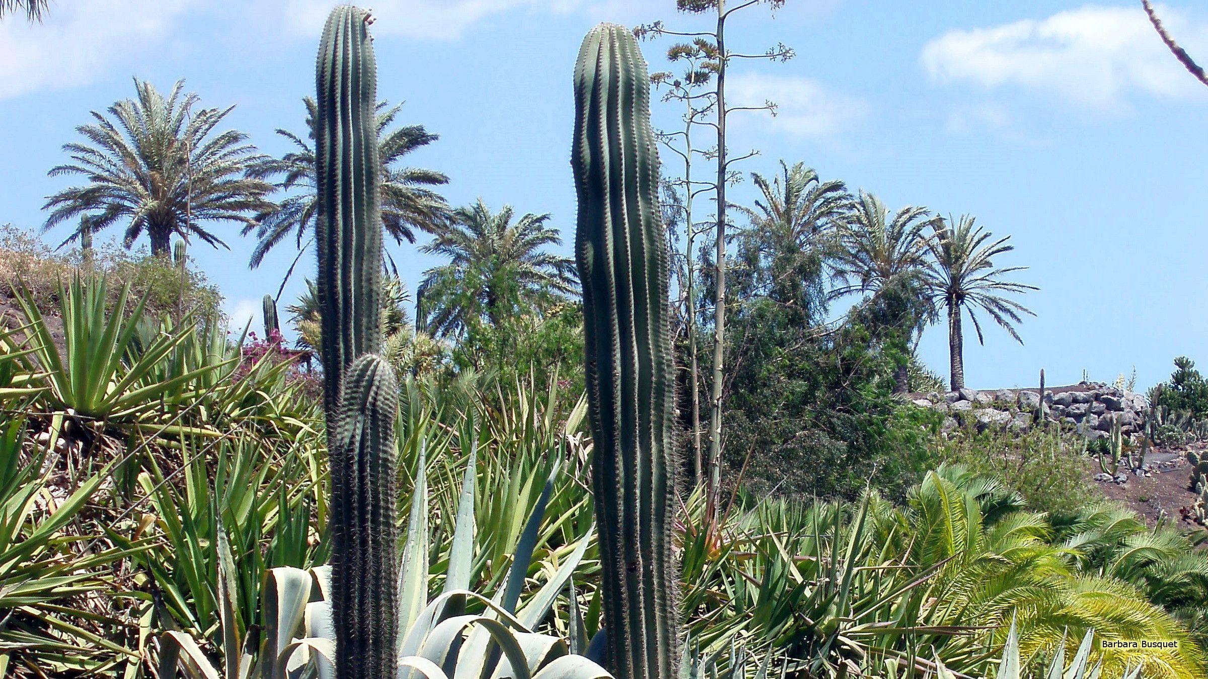 Cactus Computer Wallpapers - Top Free Cactus Computer Backgrounds ...