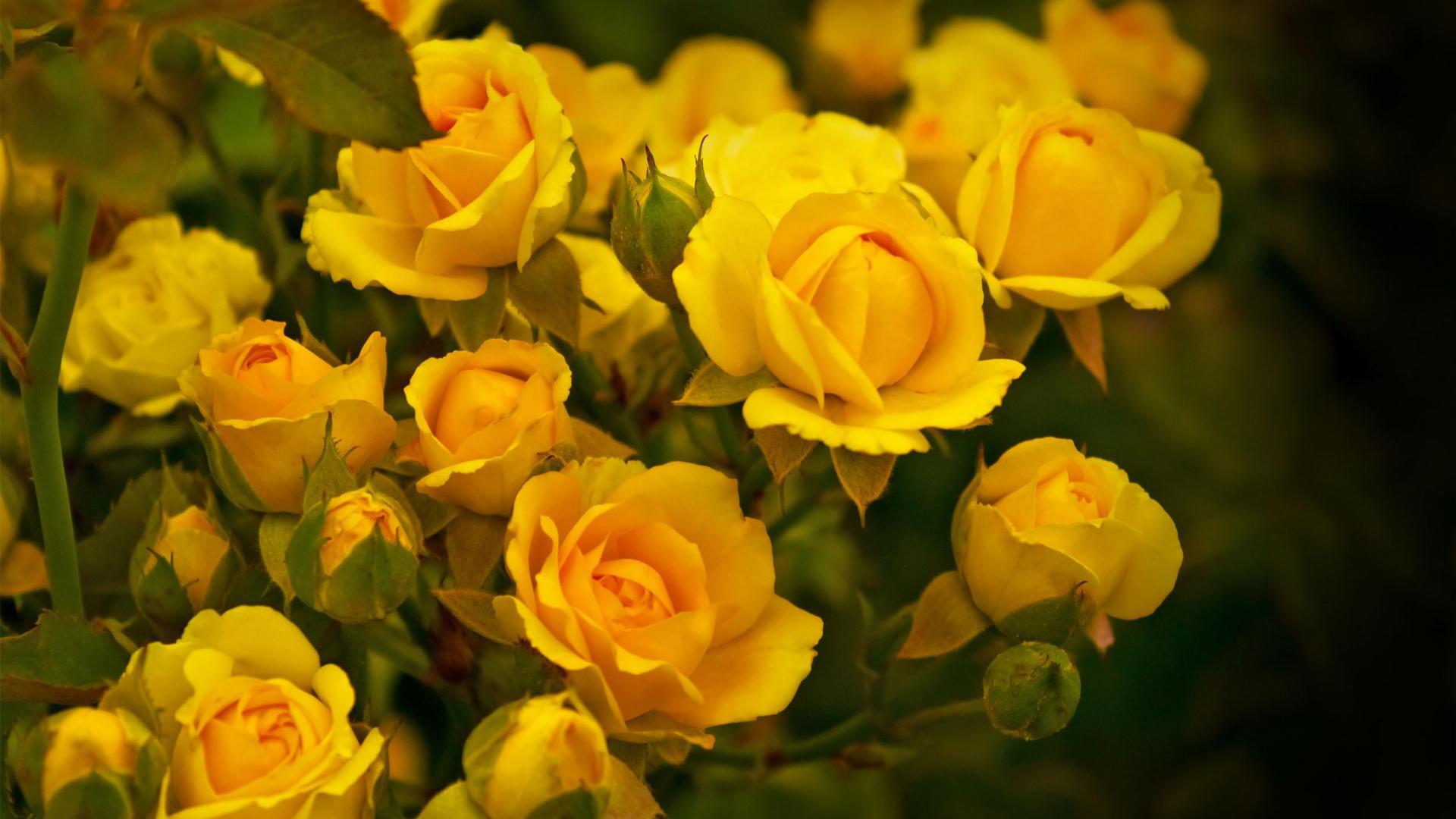 Yellow Rose Wallpapers - Top Free Yellow Rose Backgrounds - WallpaperAccess
