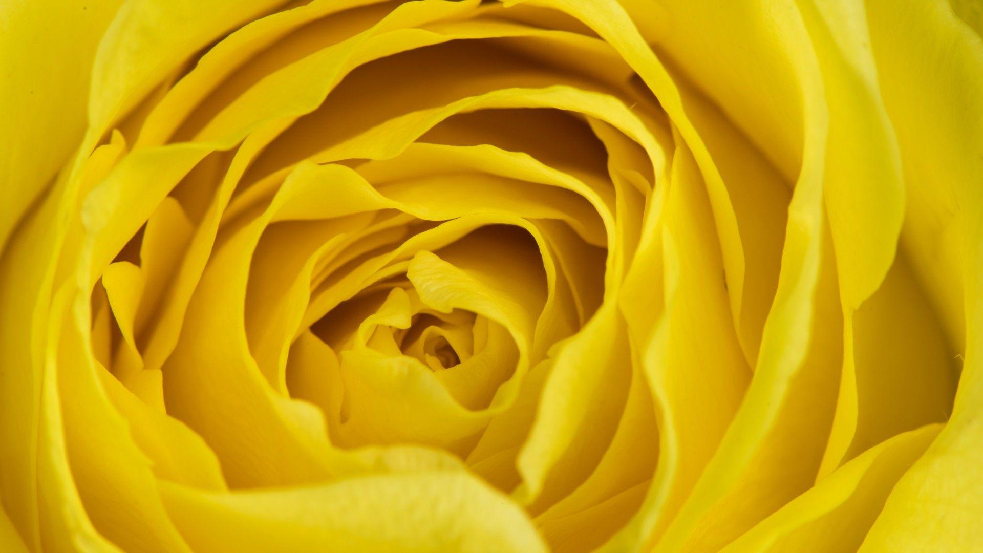 Yellow Rose Wallpapers - Top Free Yellow Rose Backgrounds - WallpaperAccess