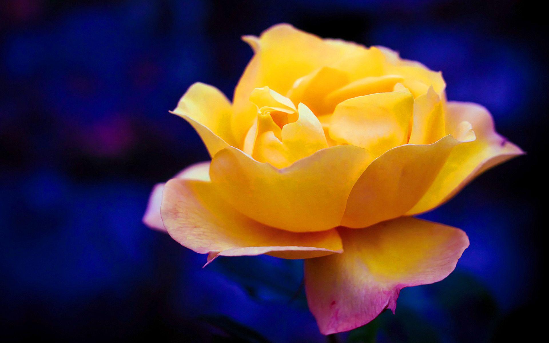 Yellow Rose Wallpapers - Top Free Yellow Rose Backgrounds - WallpaperAccess