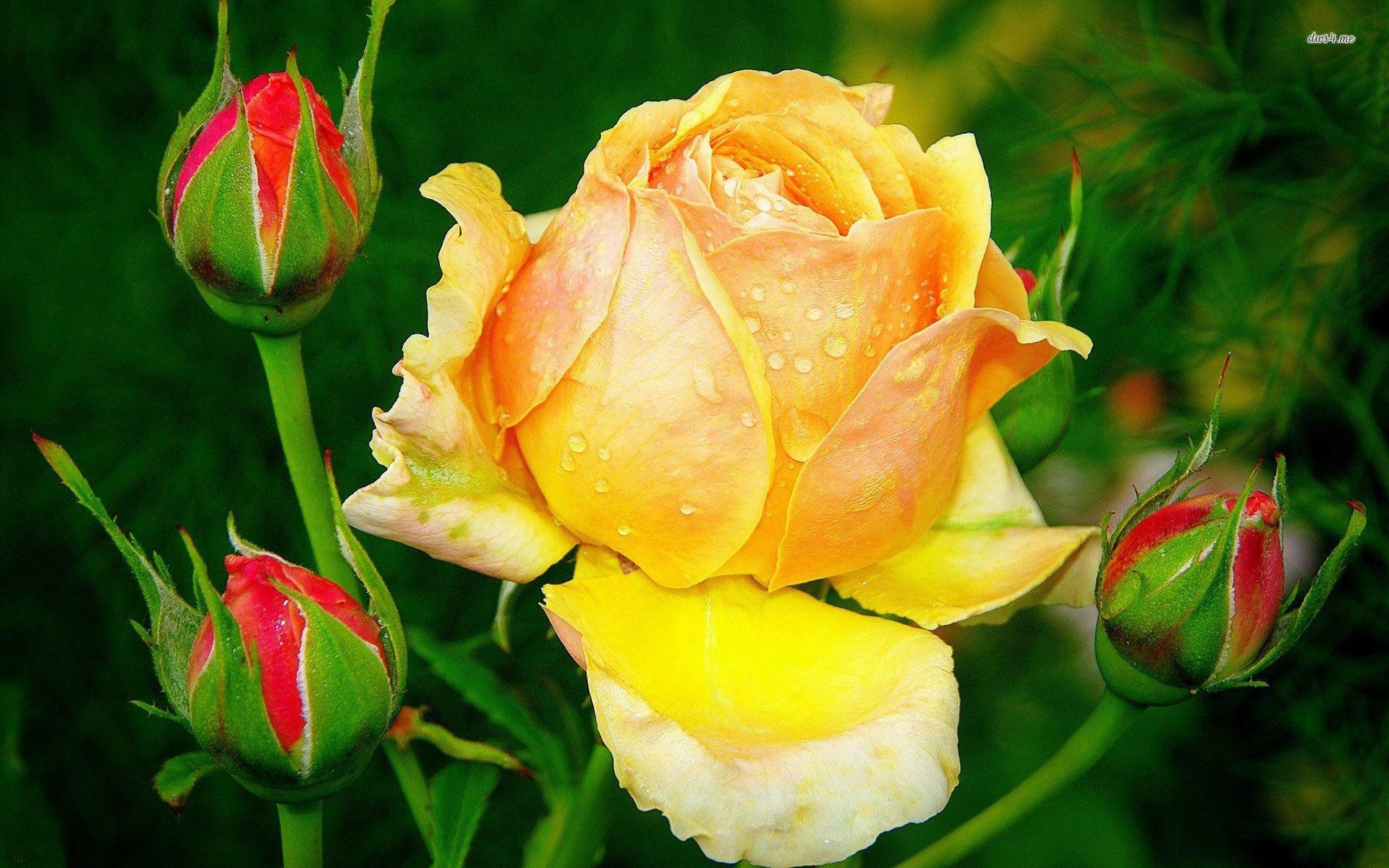 Yellow Rose Wallpapers - Top Free Yellow Rose Backgrounds - WallpaperAccess