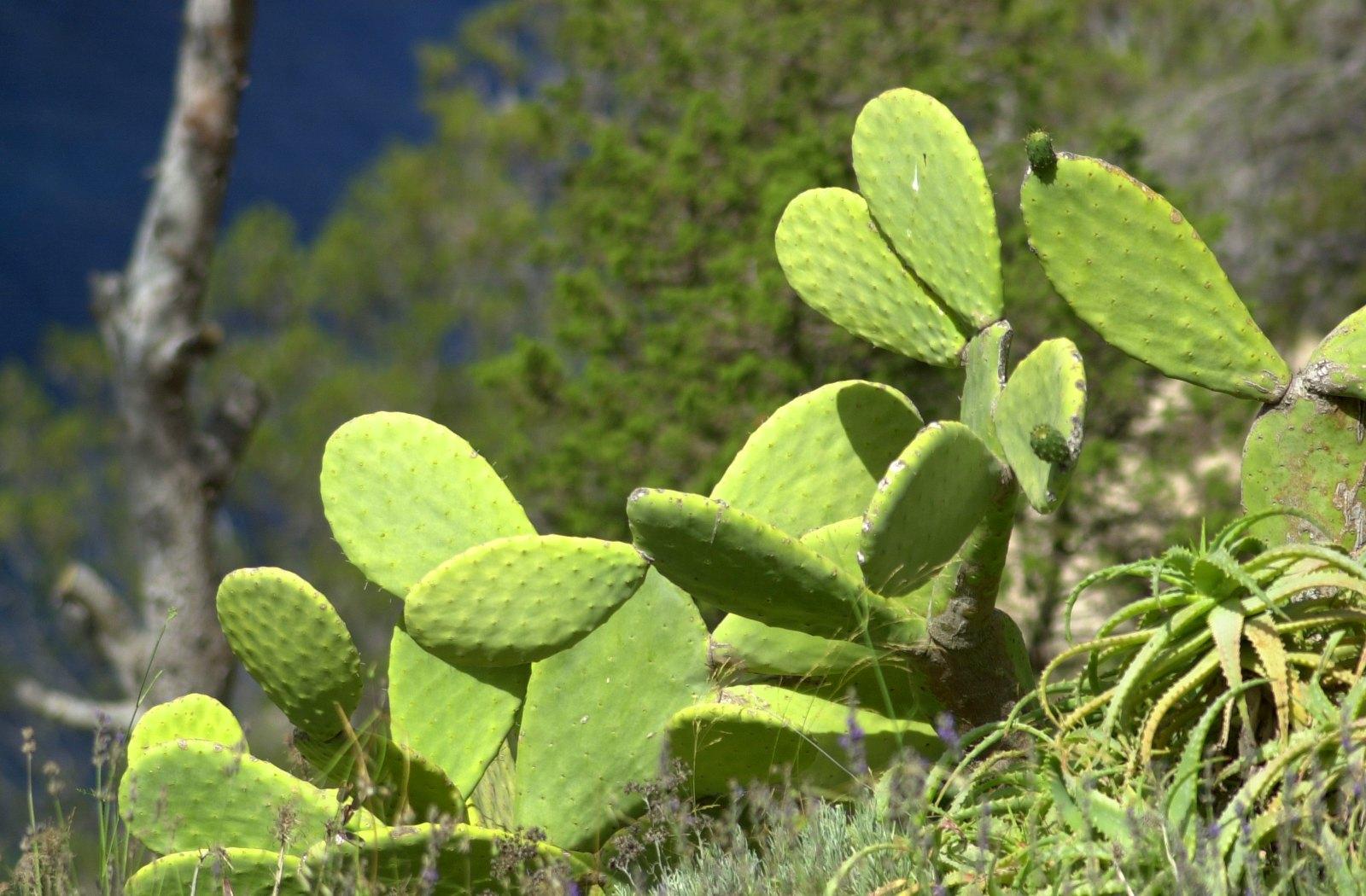 Cactus Computer Wallpapers - Top Free Cactus Computer Backgrounds ...