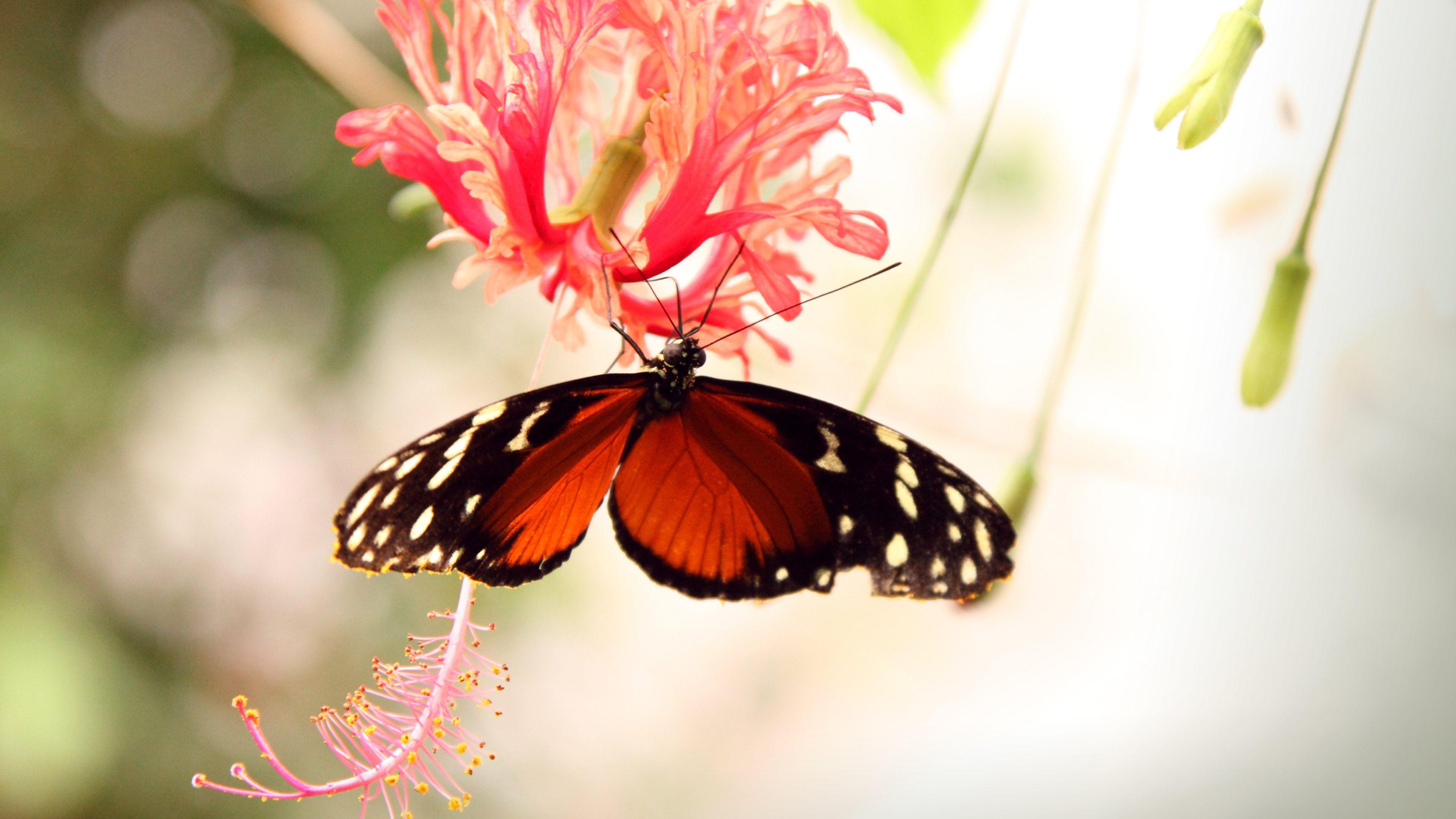 Butterfly Computer Wallpapers - Top Free Butterfly Computer Backgrounds ...