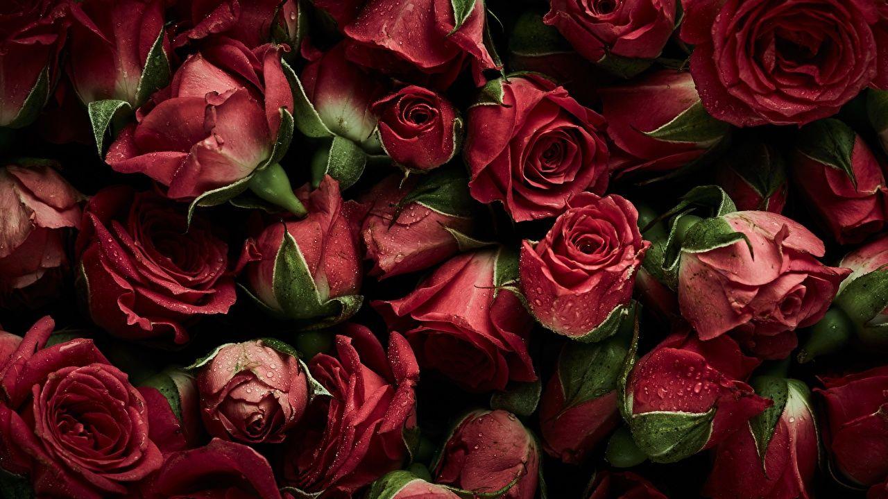 Red Floral Computer Wallpapers - Top Free Red Floral Computer ...