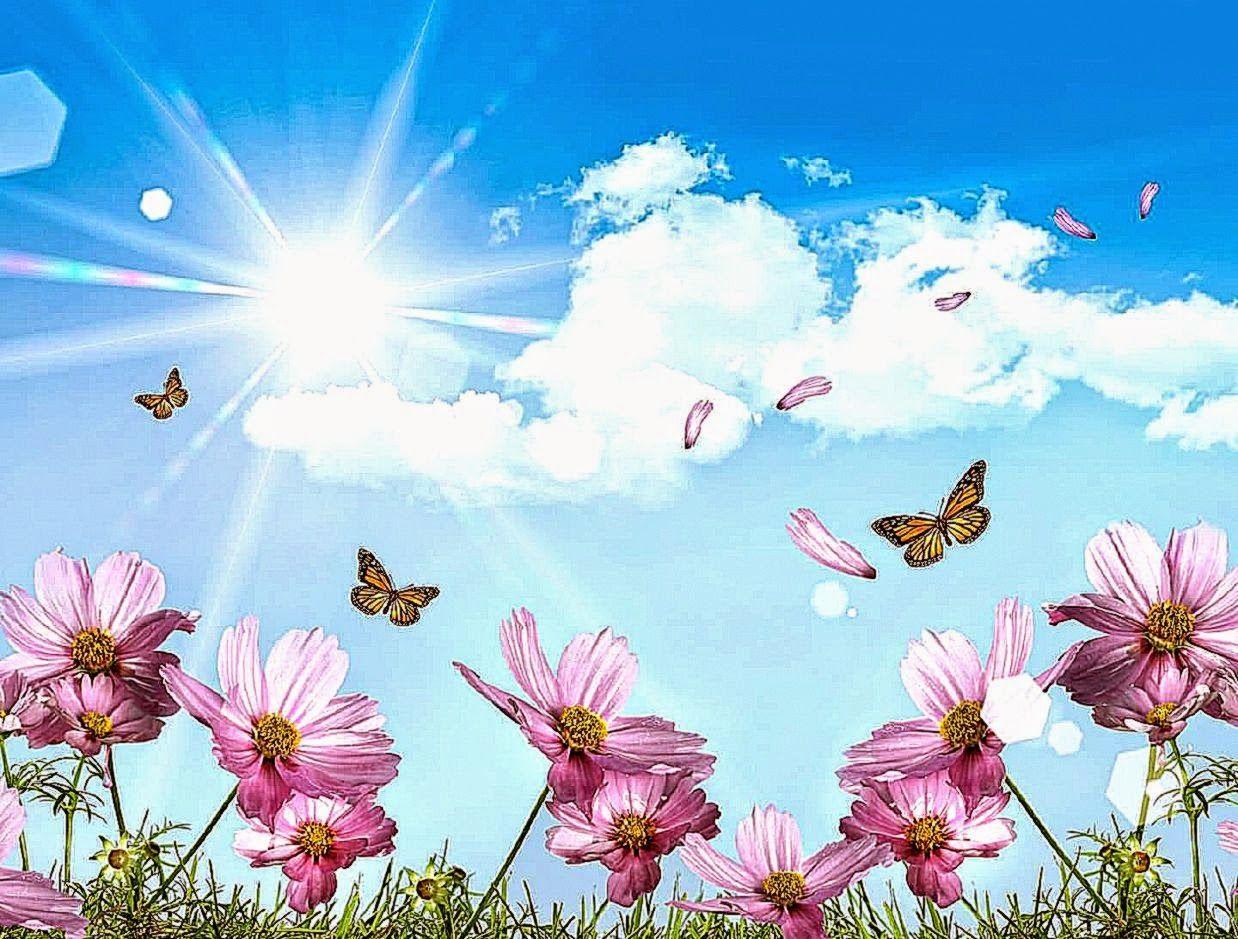 Summer Computer Wallpapers - Top Free Summer Computer Backgrounds ...