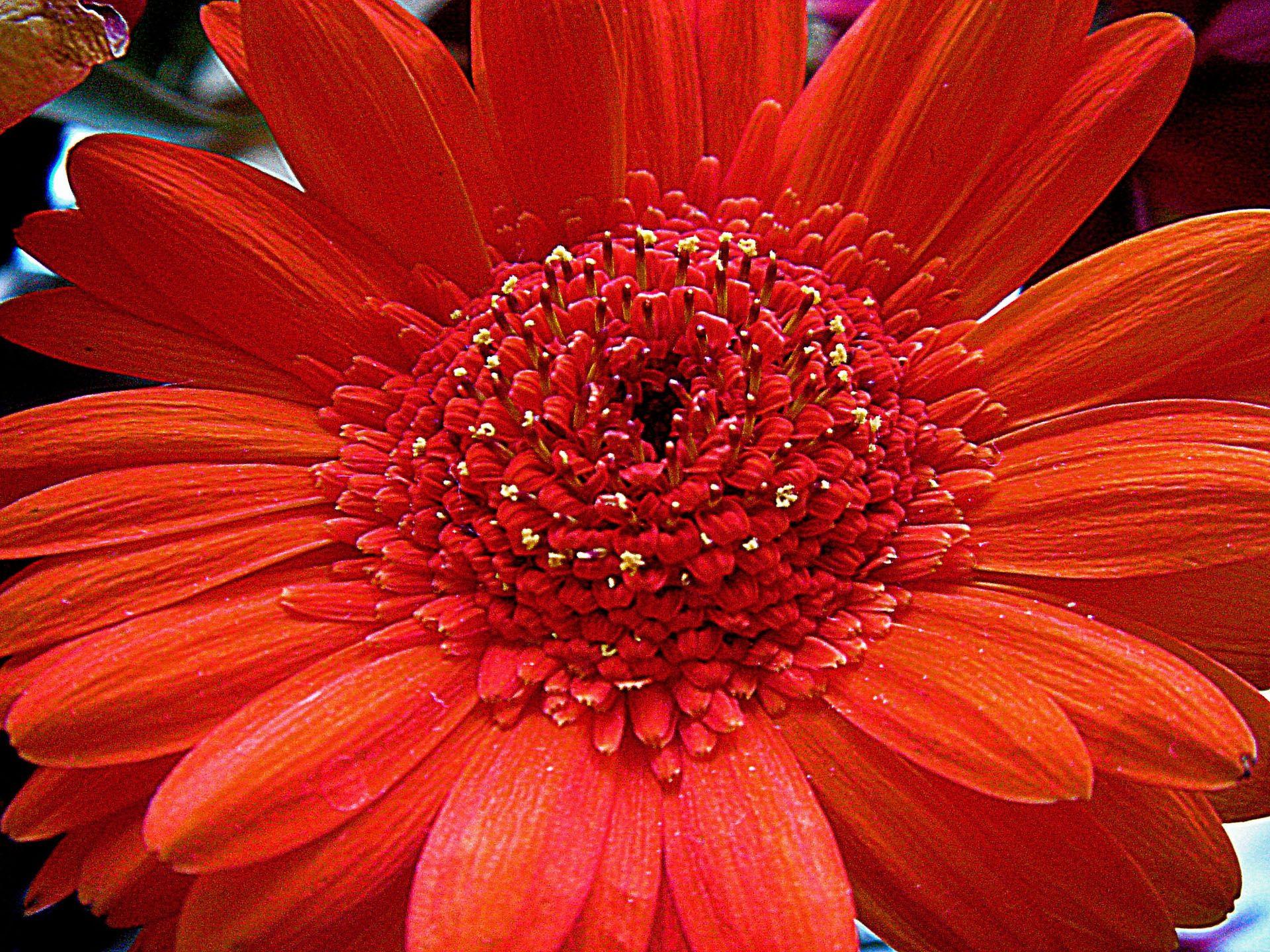 Red Floral Computer Wallpapers - Top Free Red Floral Computer ...