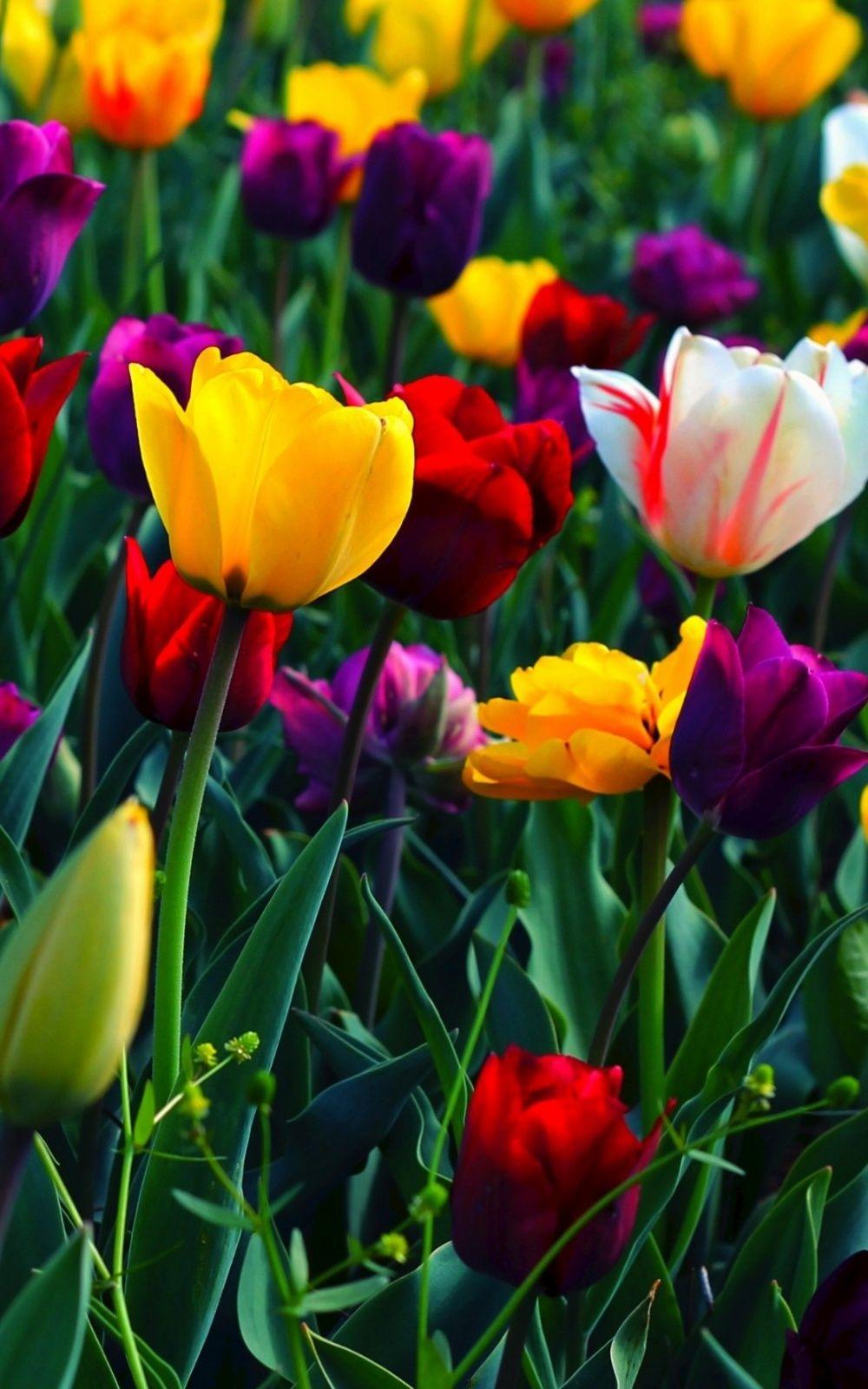 Colorful Flowers Wallpapers - Top Free Colorful Flowers Backgrounds ...