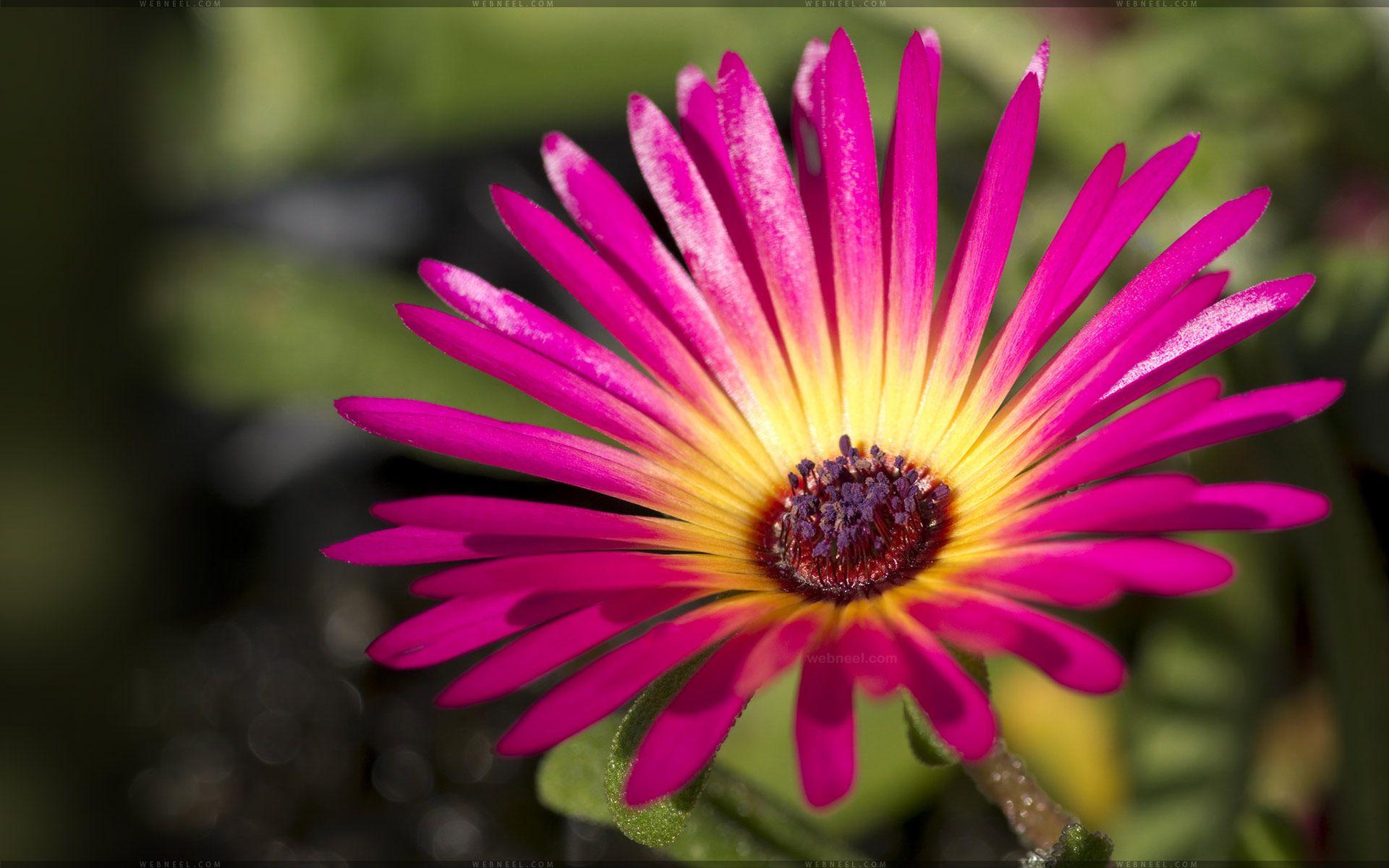 Beautiful Flower HD Wallpapers - Top Free Beautiful Flower HD ...
