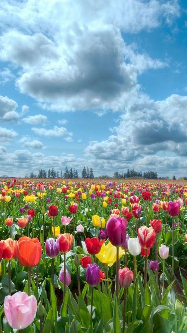 Colorful Flowers iPhone Wallpapers - Top Free Colorful Flowers iPhone ...