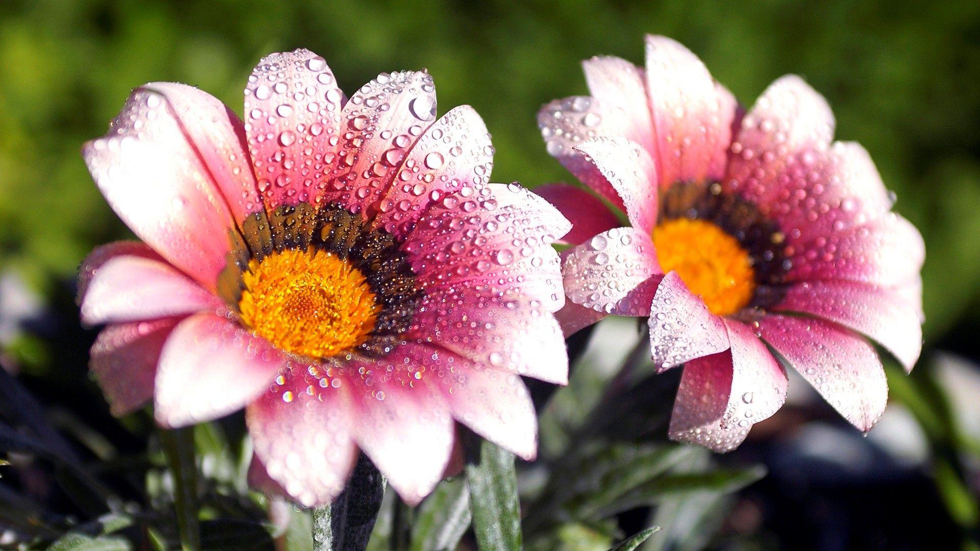 Beautiful Flower HD Wallpapers - Top Free Beautiful Flower HD ...