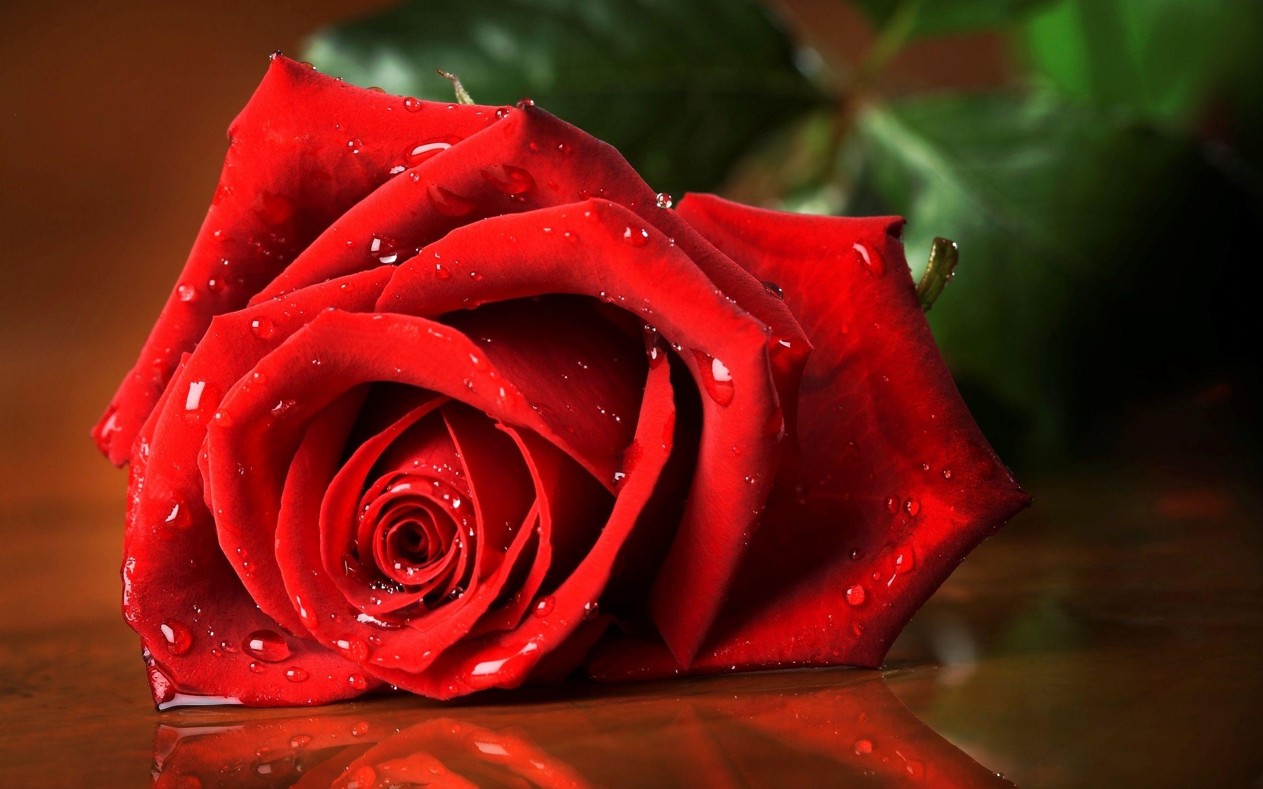 Roses Desktop Wallpapers - Top Free Roses Desktop Backgrounds ...