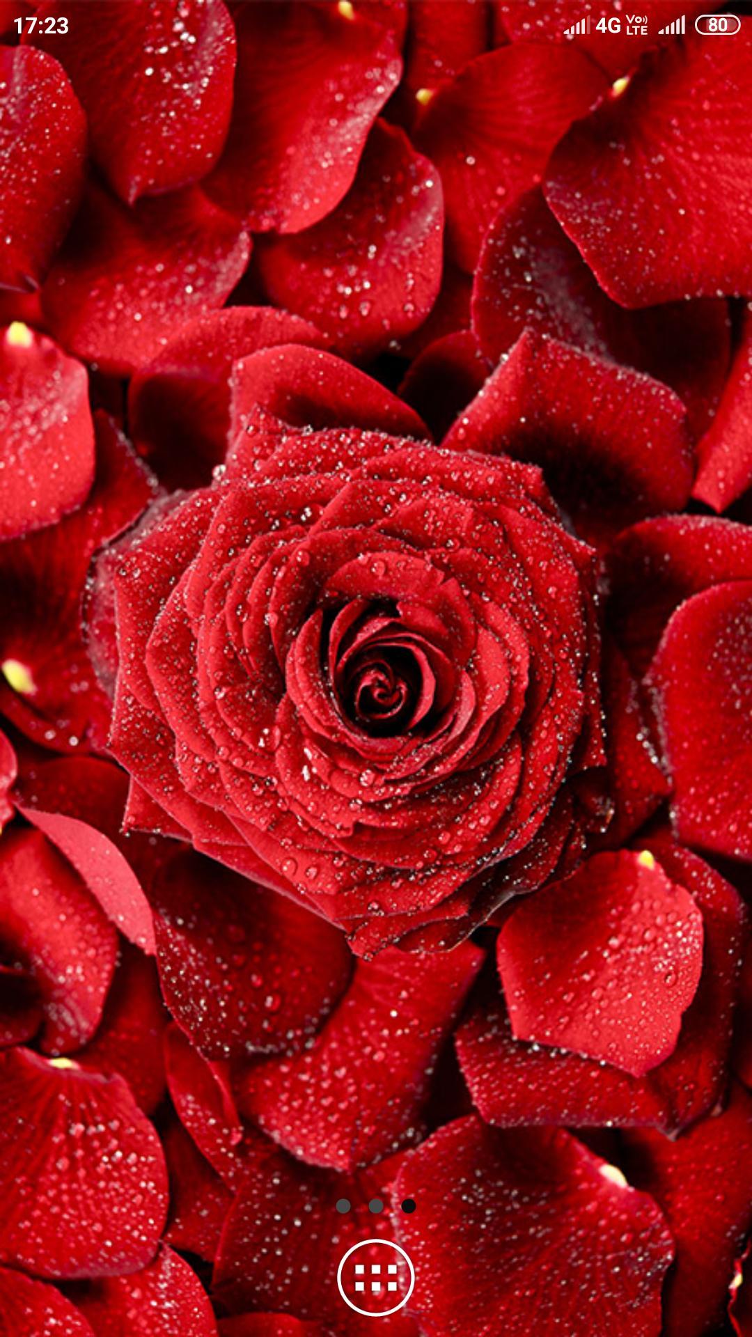 Red Rose Wallpapers - Top Free Red Rose Backgrounds - WallpaperAccess