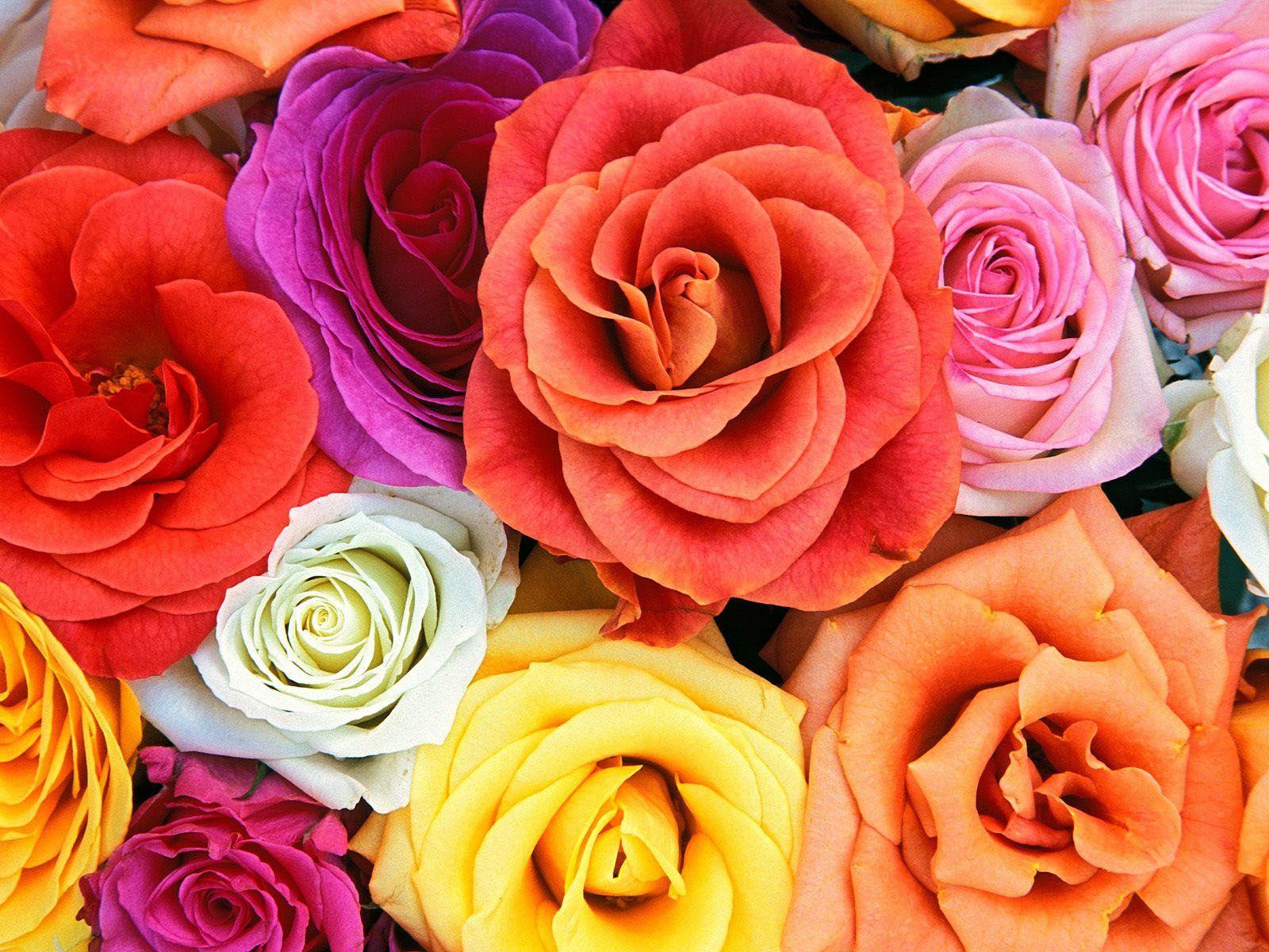 Colorful Flower Wallpapers - Top Free Colorful Flower Backgrounds ...