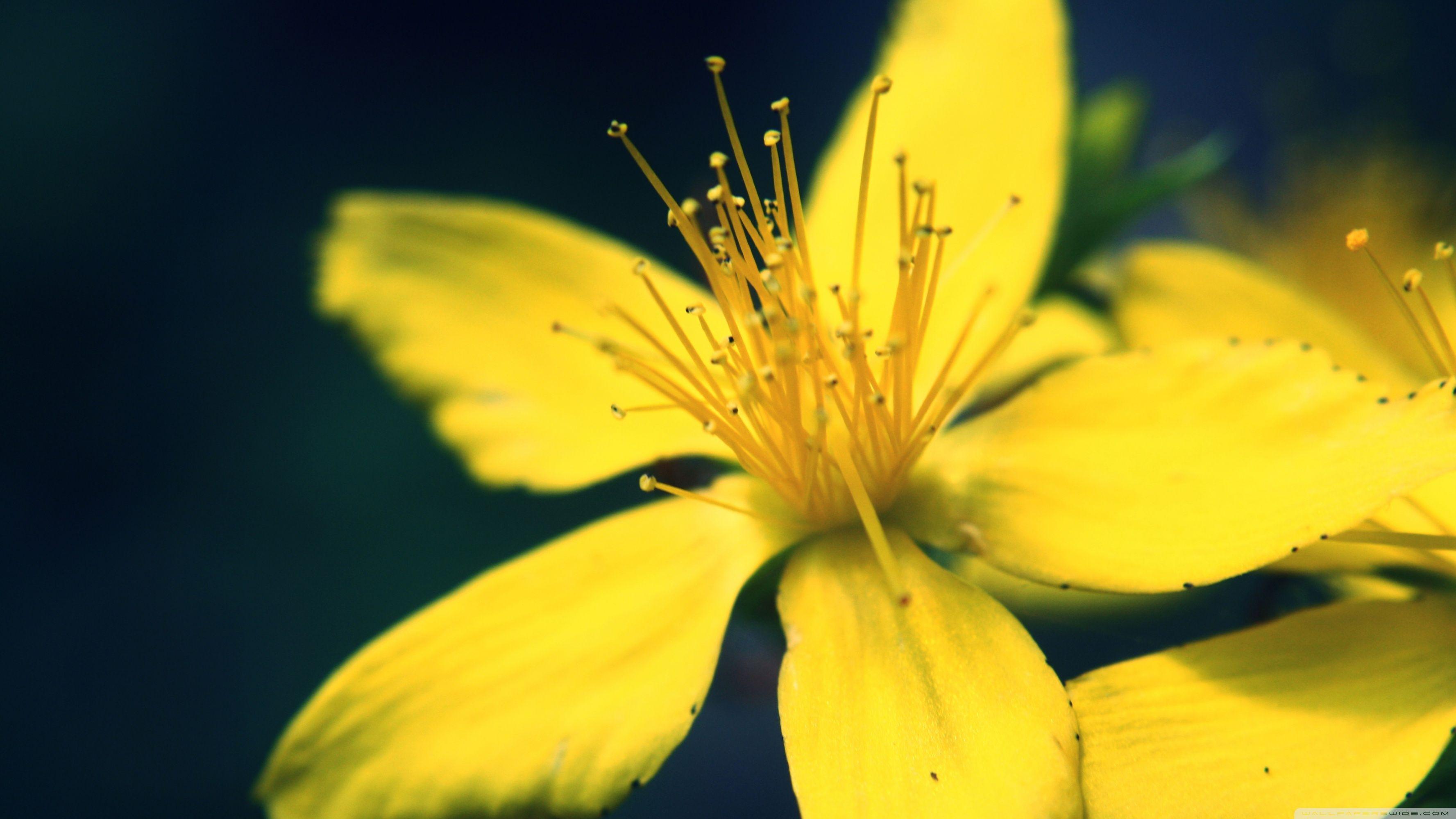 Yellow Flower HD Wallpapers - Top Free Yellow Flower HD Backgrounds ...