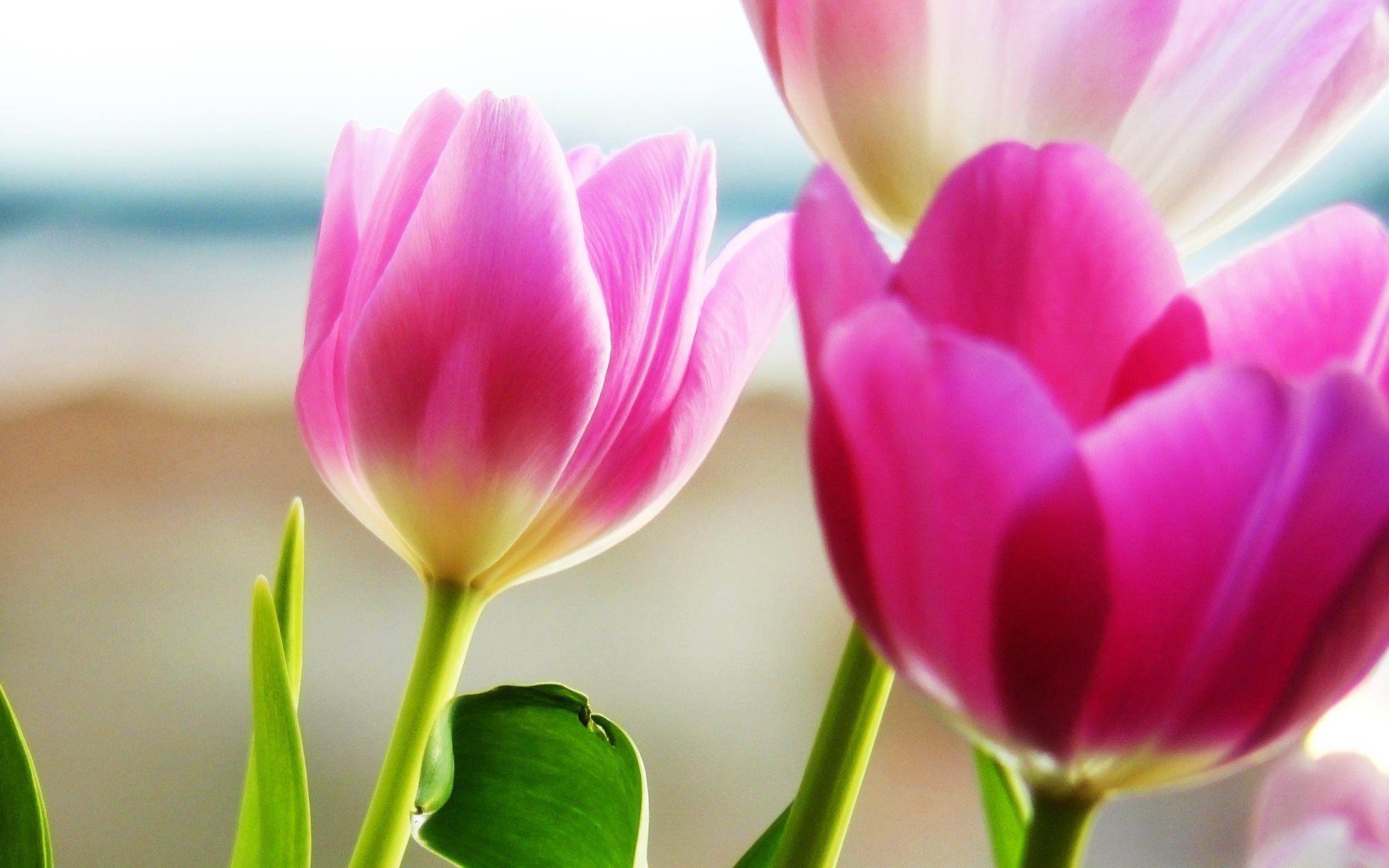 Tulips PC Wallpapers - Top Free Tulips PC Backgrounds - WallpaperAccess