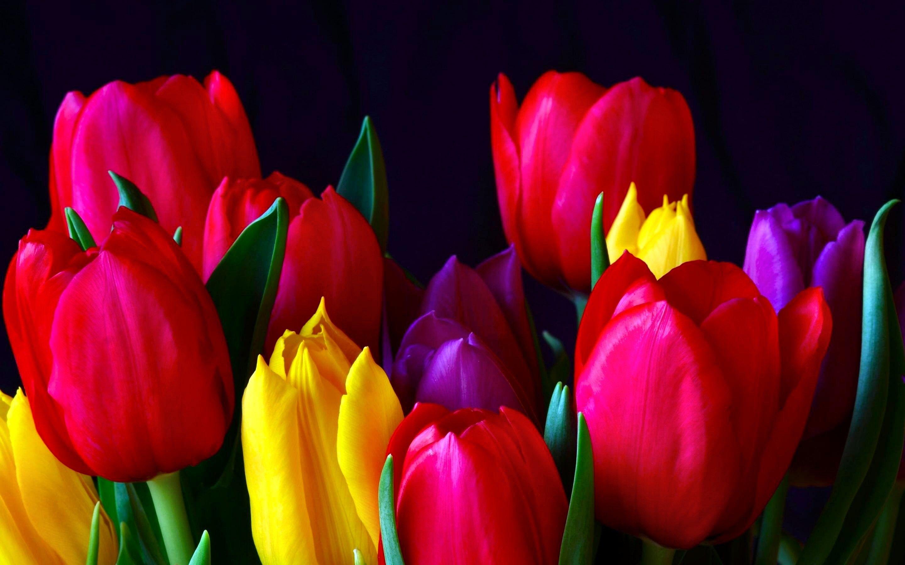 Tulips HD Wallpapers - Top Free Tulips HD Backgrounds - WallpaperAccess