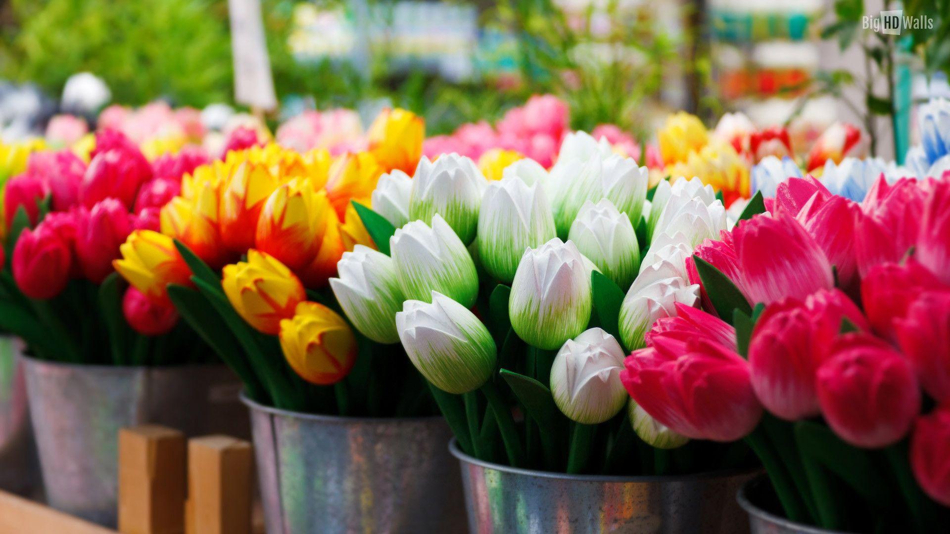 Tulips HD Wallpapers - Top Free Tulips HD Backgrounds - WallpaperAccess