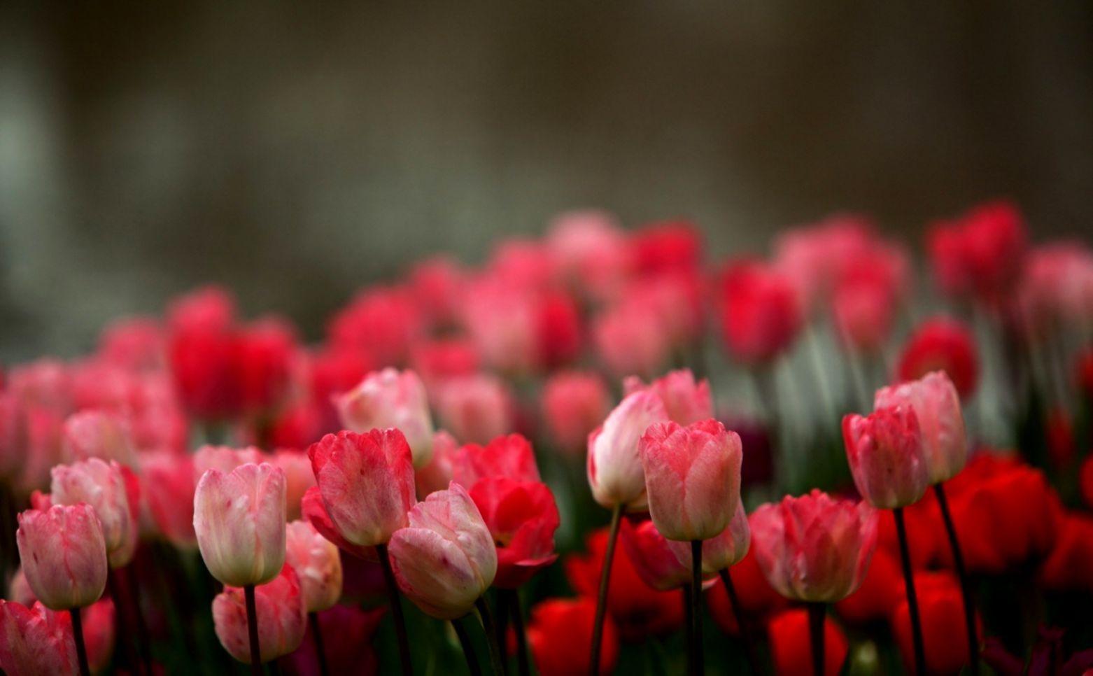 Tulip Desktop Wallpapers - Top Free Tulip Desktop Backgrounds ...