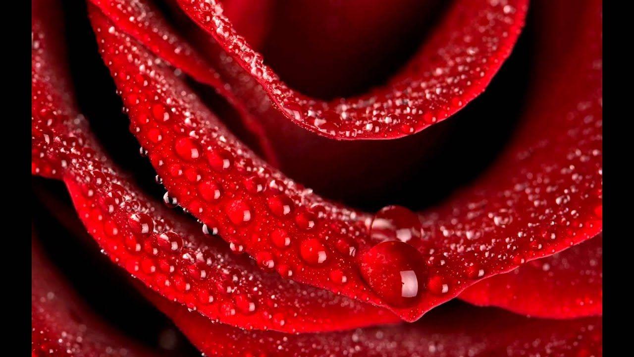 Rose Full HD Wallpapers - Top Free Rose Full HD Backgrounds ...