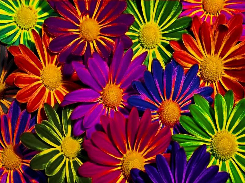Colorful Flowers Wallpapers - Top Free Colorful Flowers Backgrounds ...