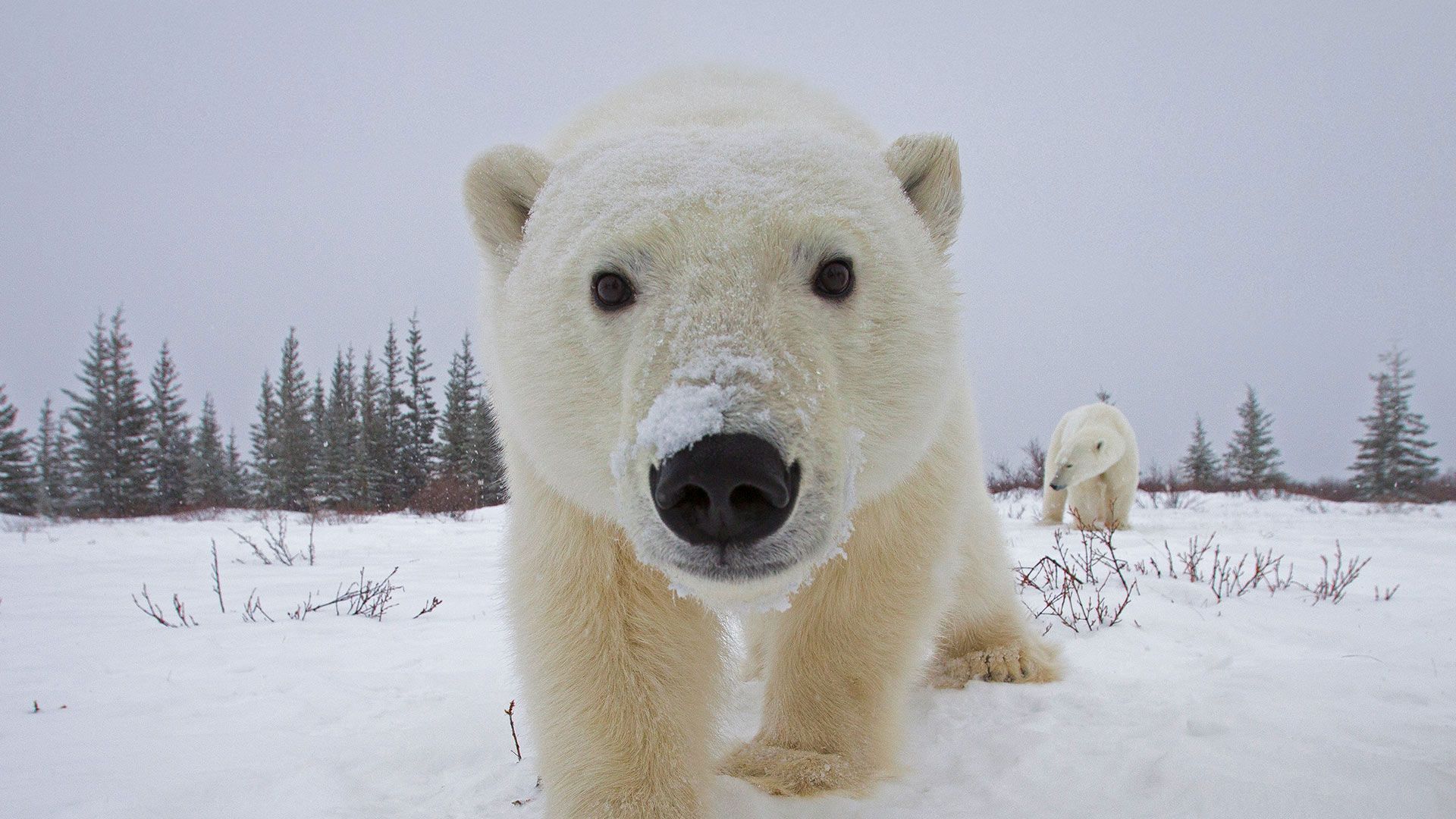 Snow Bear Wallpapers - Top Free Snow Bear Backgrounds - WallpaperAccess