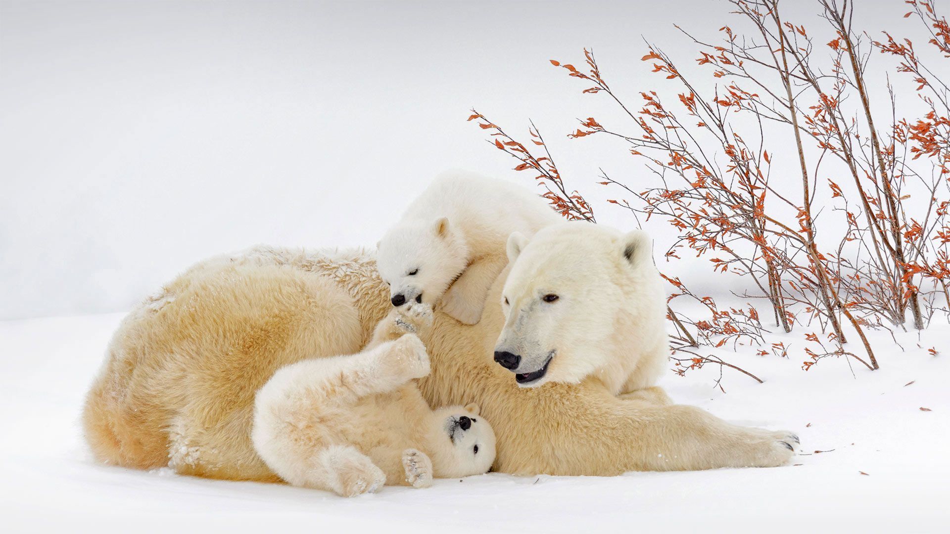 Snow Bear Wallpapers - Top Free Snow Bear Backgrounds - WallpaperAccess