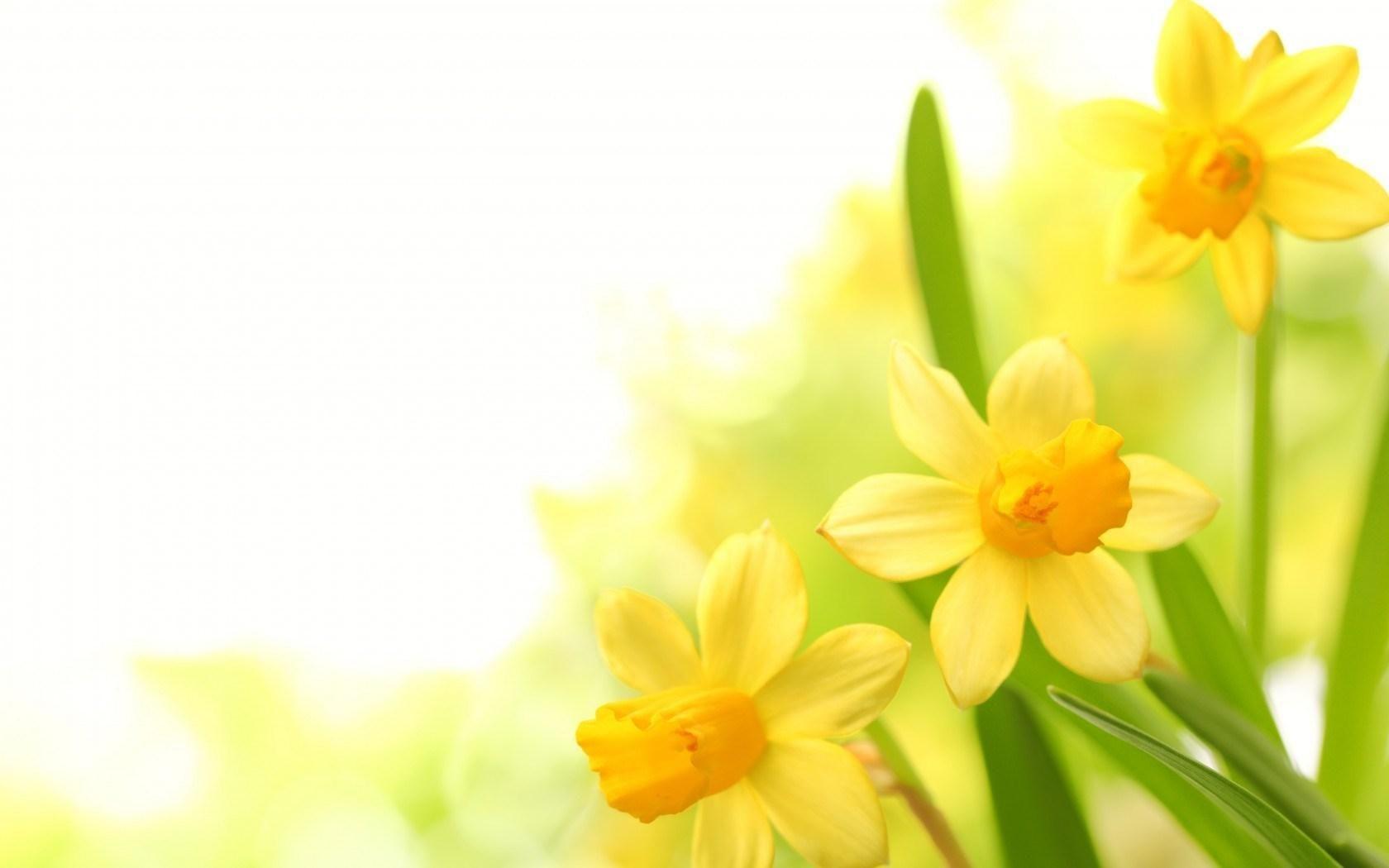 Yellow Flower Wallpapers - Top Free Yellow Flower Backgrounds ...