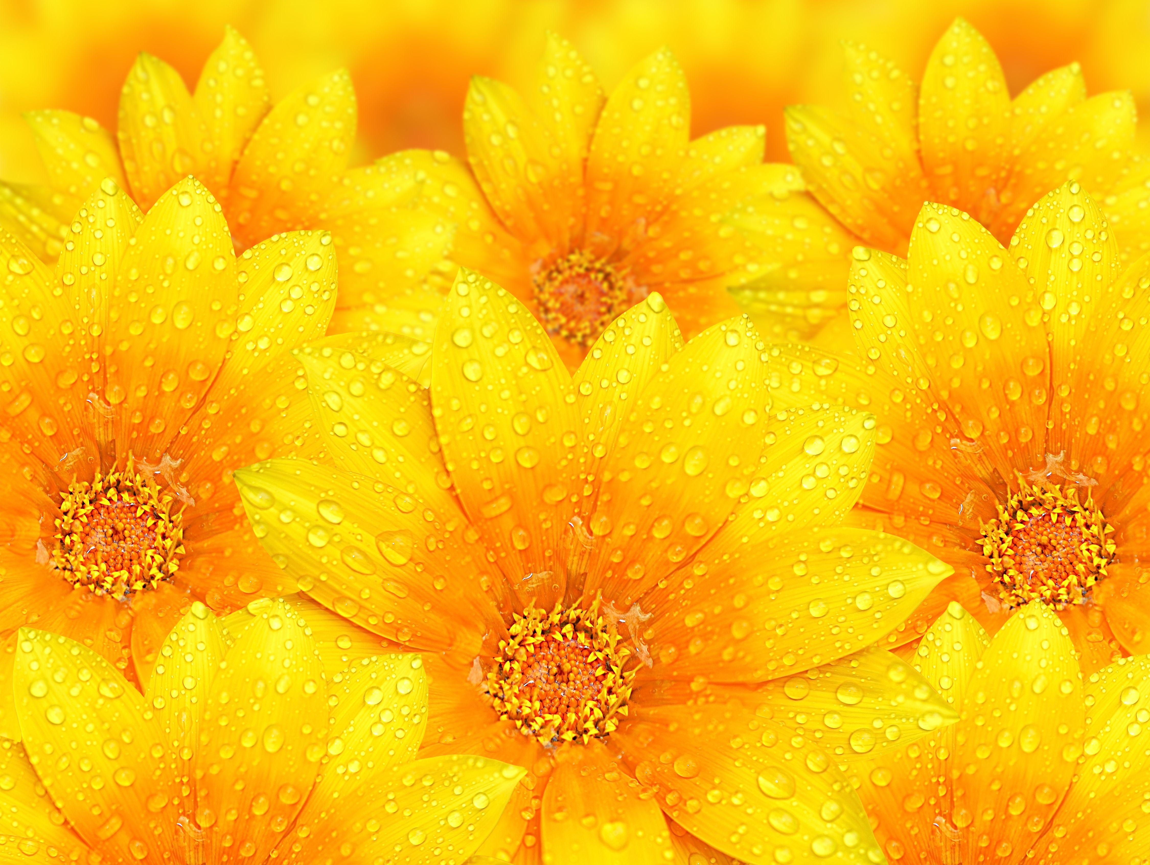 Yellow Flower HD Wallpapers - Top Free Yellow Flower HD Backgrounds ...