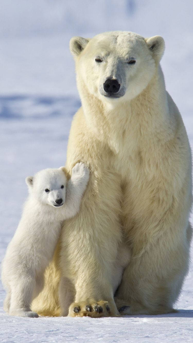 Snow Bear Wallpapers - Top Free Snow Bear Backgrounds - WallpaperAccess