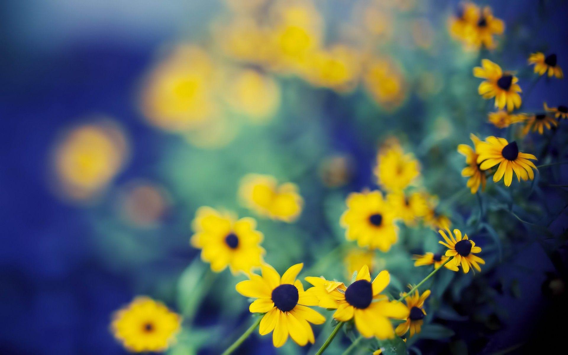 Yellow Flower HD Wallpapers - Top Free Yellow Flower HD Backgrounds ...