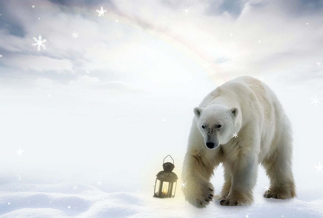 Snow Bear Wallpapers - Top Free Snow Bear Backgrounds - WallpaperAccess