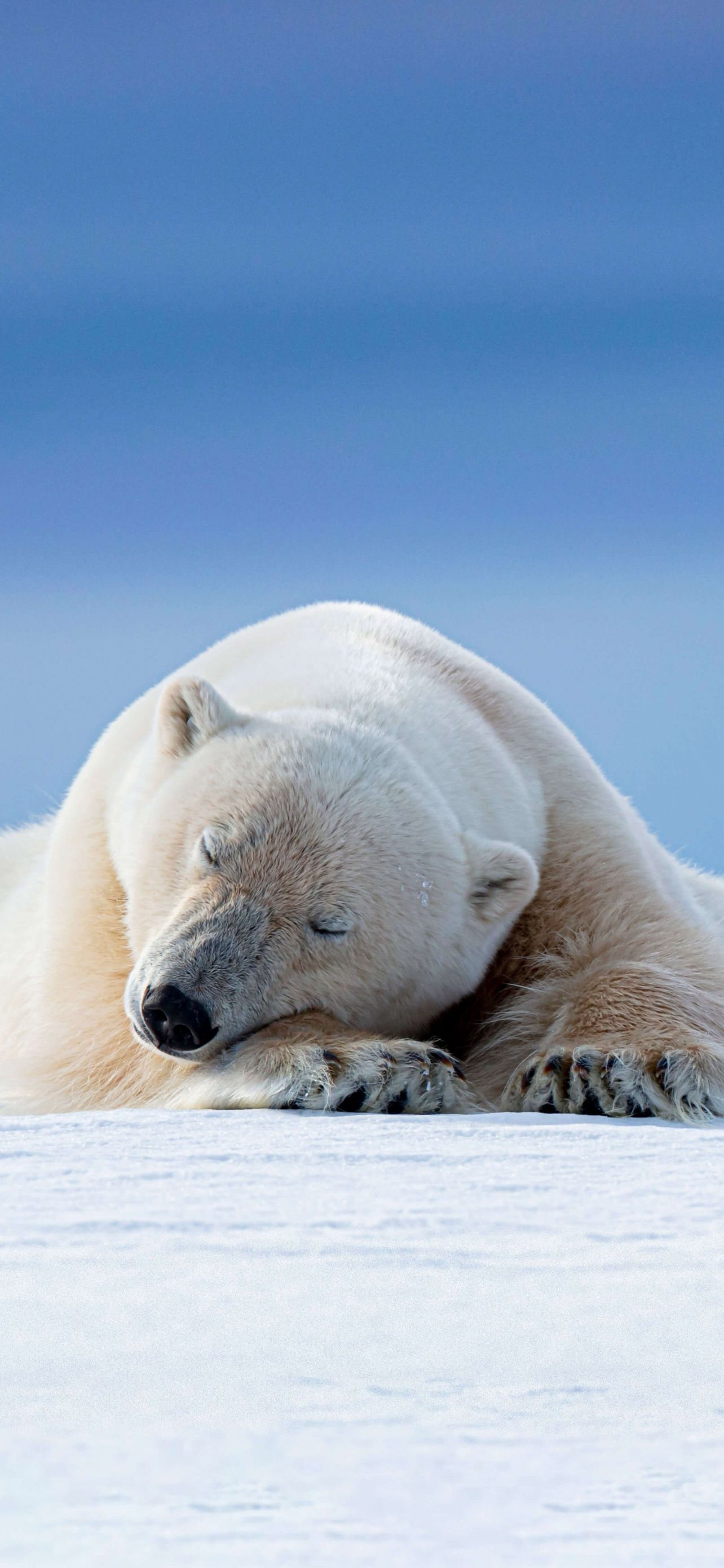 Snow Bear Wallpapers - Top Free Snow Bear Backgrounds - WallpaperAccess