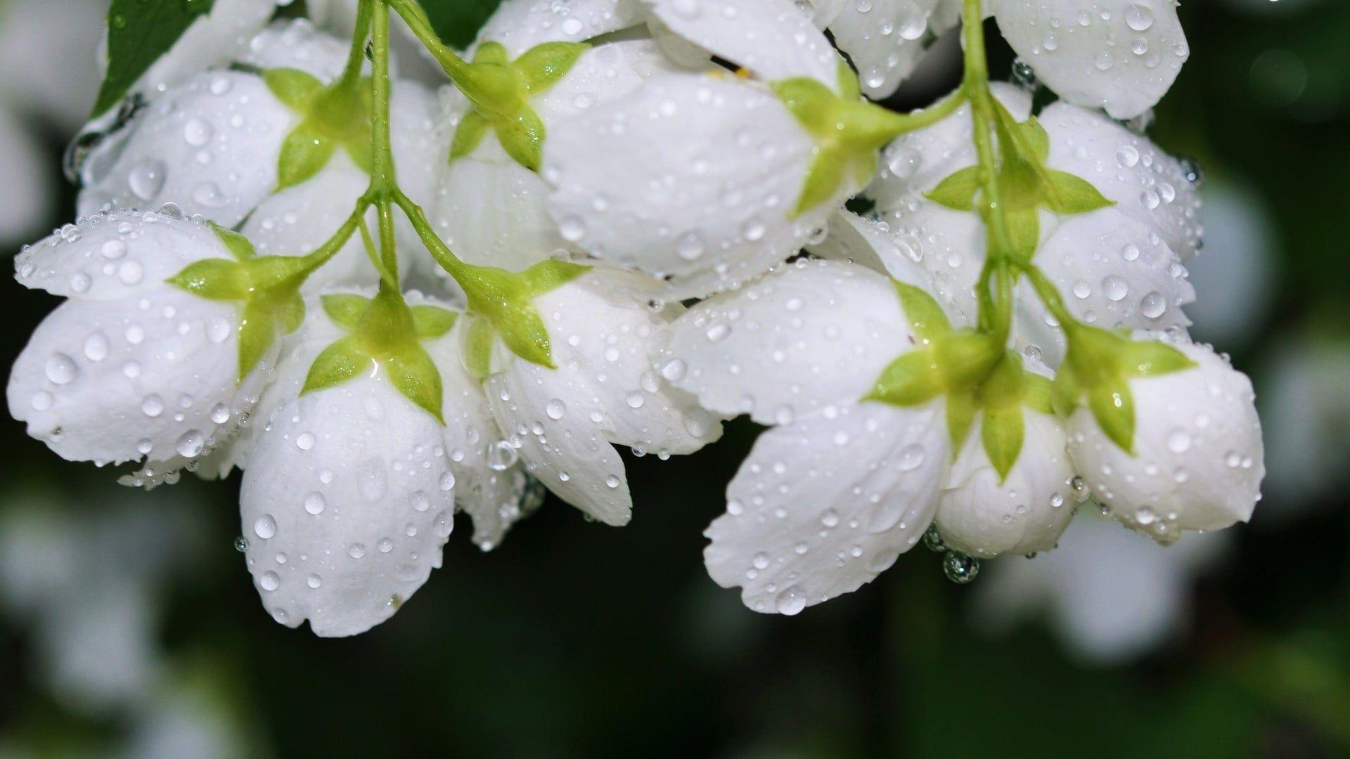 White Flower HD Wallpapers - Top Những Hình Ảnh Đẹp