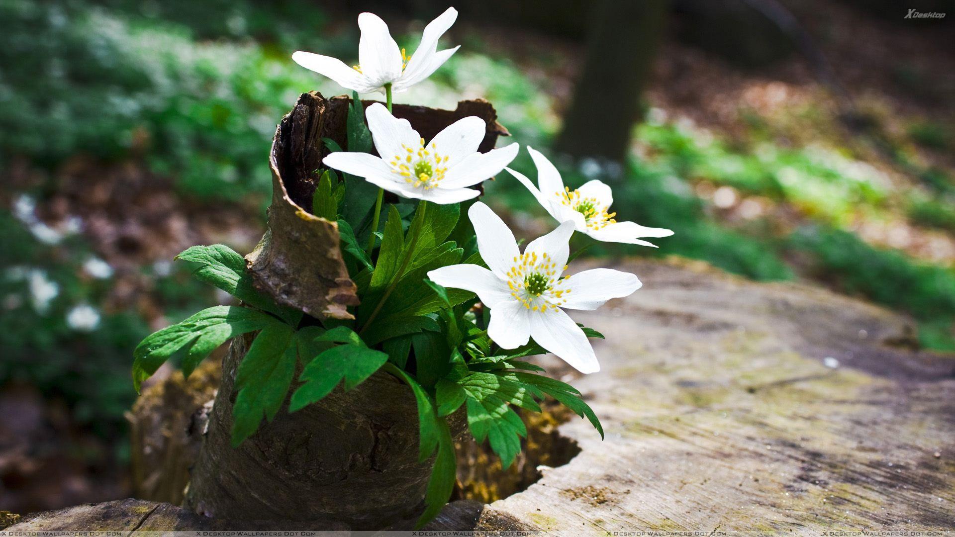 White Flower Desktop Wallpapers - Top Free White Flower Desktop ...