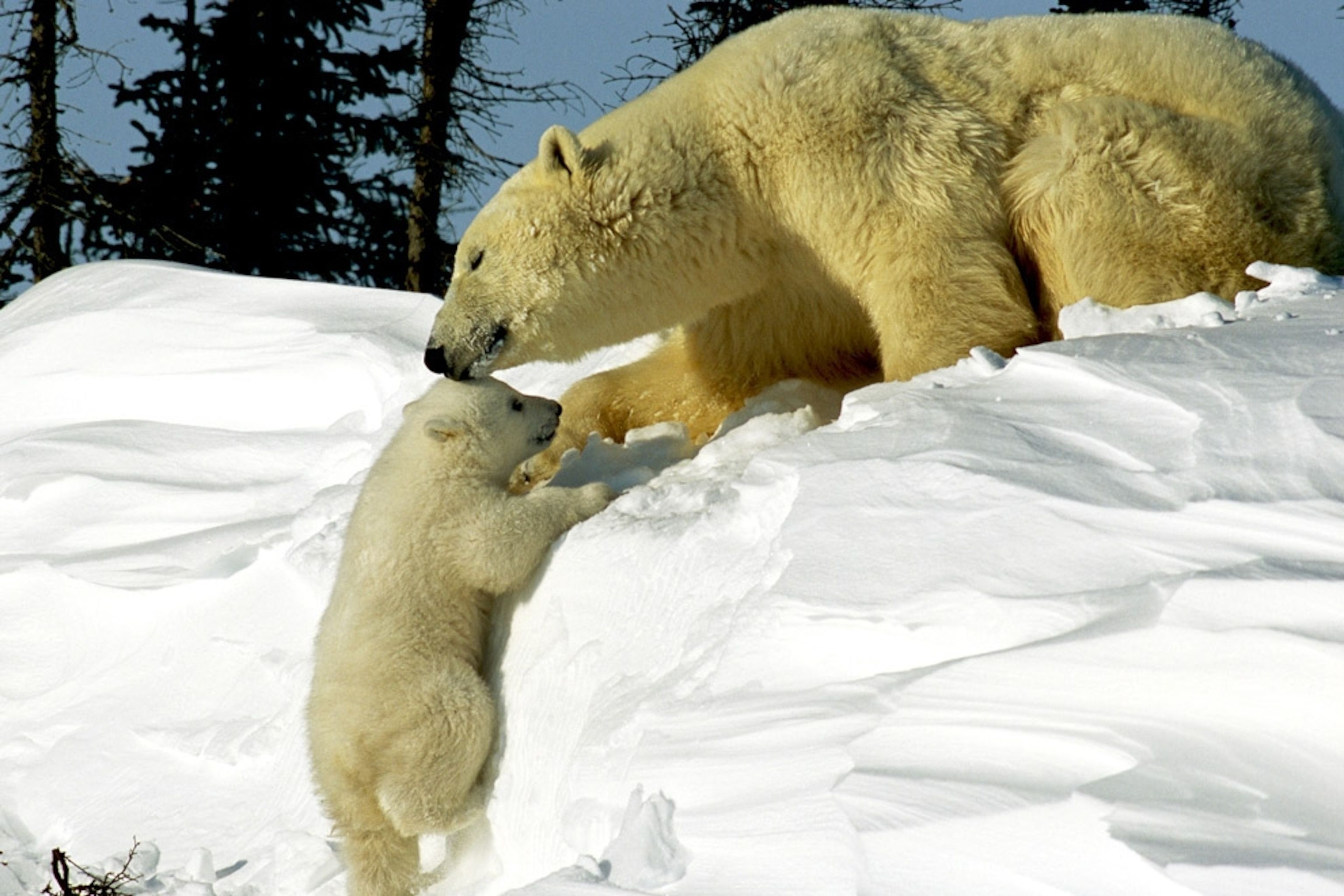 Snow Bear Wallpapers - Top Free Snow Bear Backgrounds - WallpaperAccess