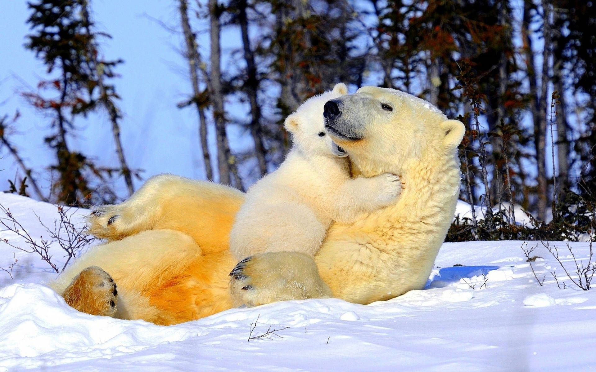 Snow Bear Wallpapers - Top Free Snow Bear Backgrounds - WallpaperAccess