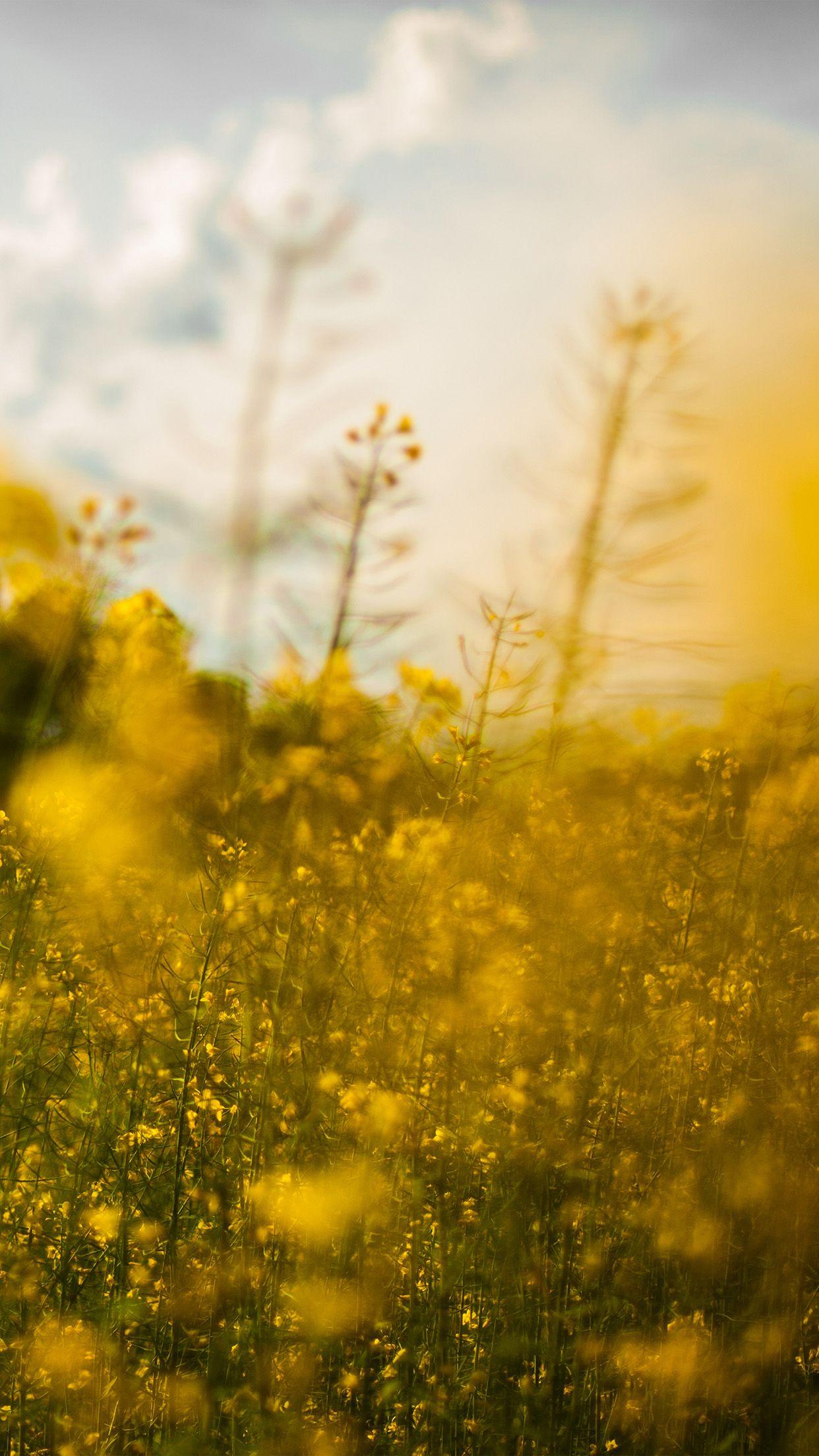 Yellow Flower HD Wallpapers - Top Free Yellow Flower HD Backgrounds ...