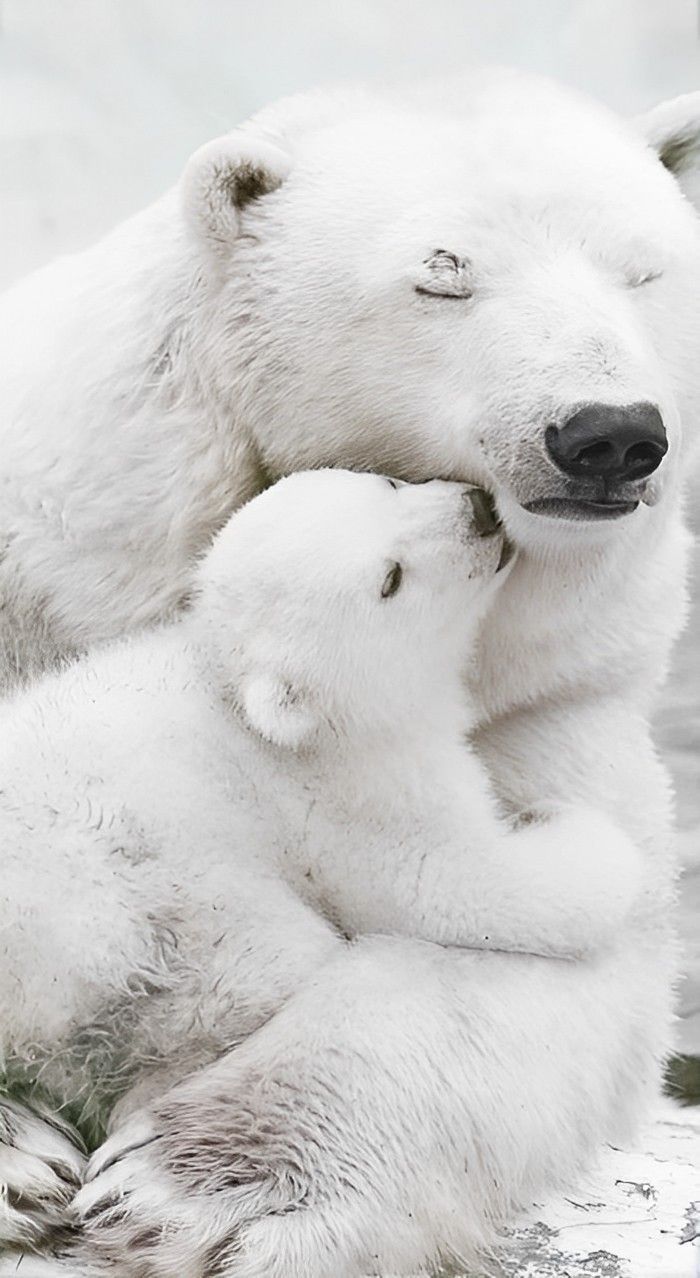 Snow Bear Wallpapers - Top Free Snow Bear Backgrounds - WallpaperAccess