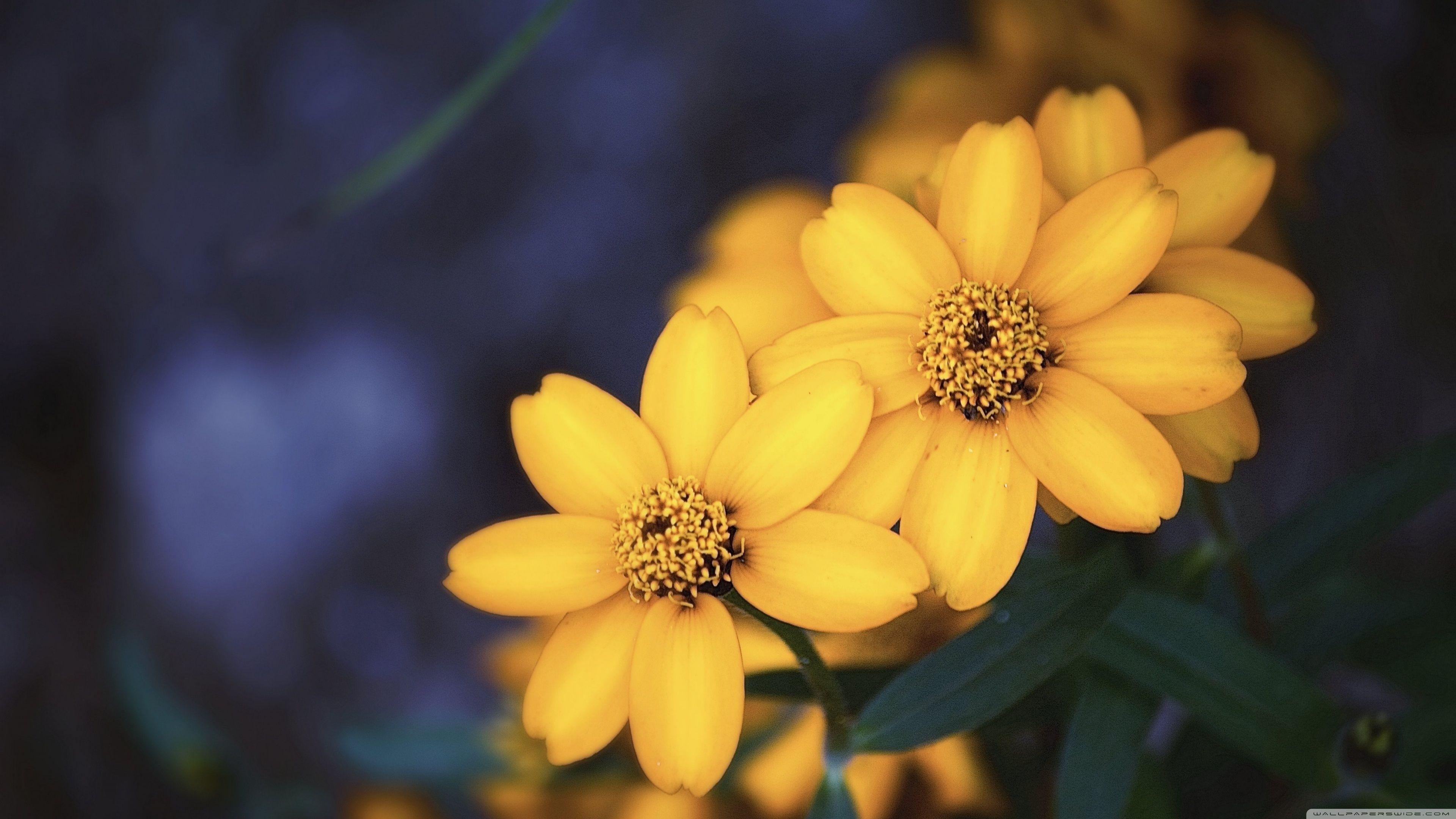 Yellow Flower HD Wallpapers - Top Free Yellow Flower HD Backgrounds ...