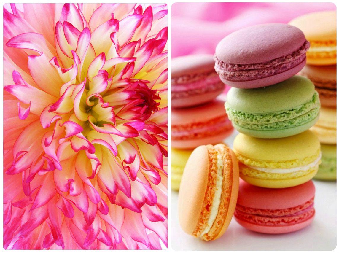 Macarons Wallpapers - Top Free Macarons Backgrounds - WallpaperAccess